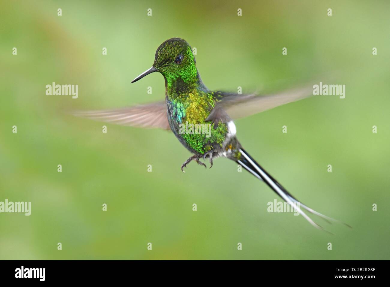 Americas air wing hi-res stock photography and images - Alamy