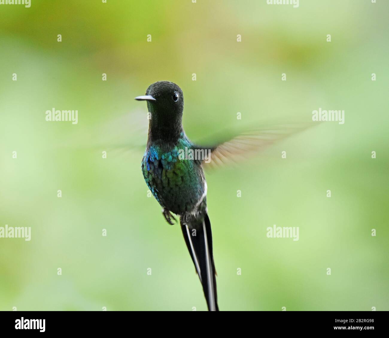 Flying hummingbird action wildlife hi-res stock photography and images ...