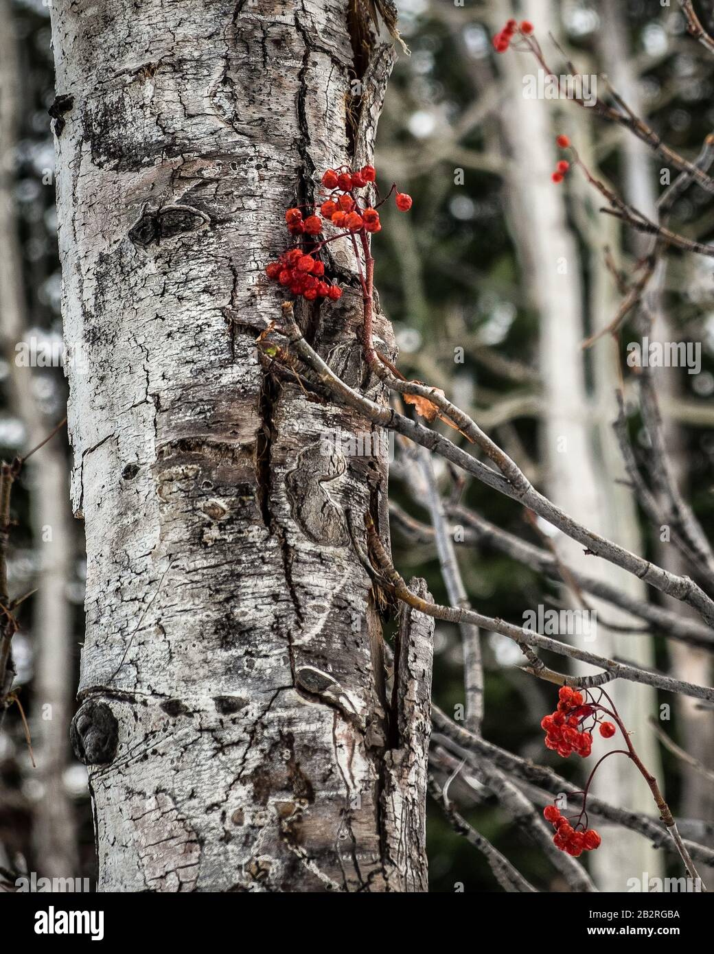 Possumhaw hi-res stock photography and images - Alamy