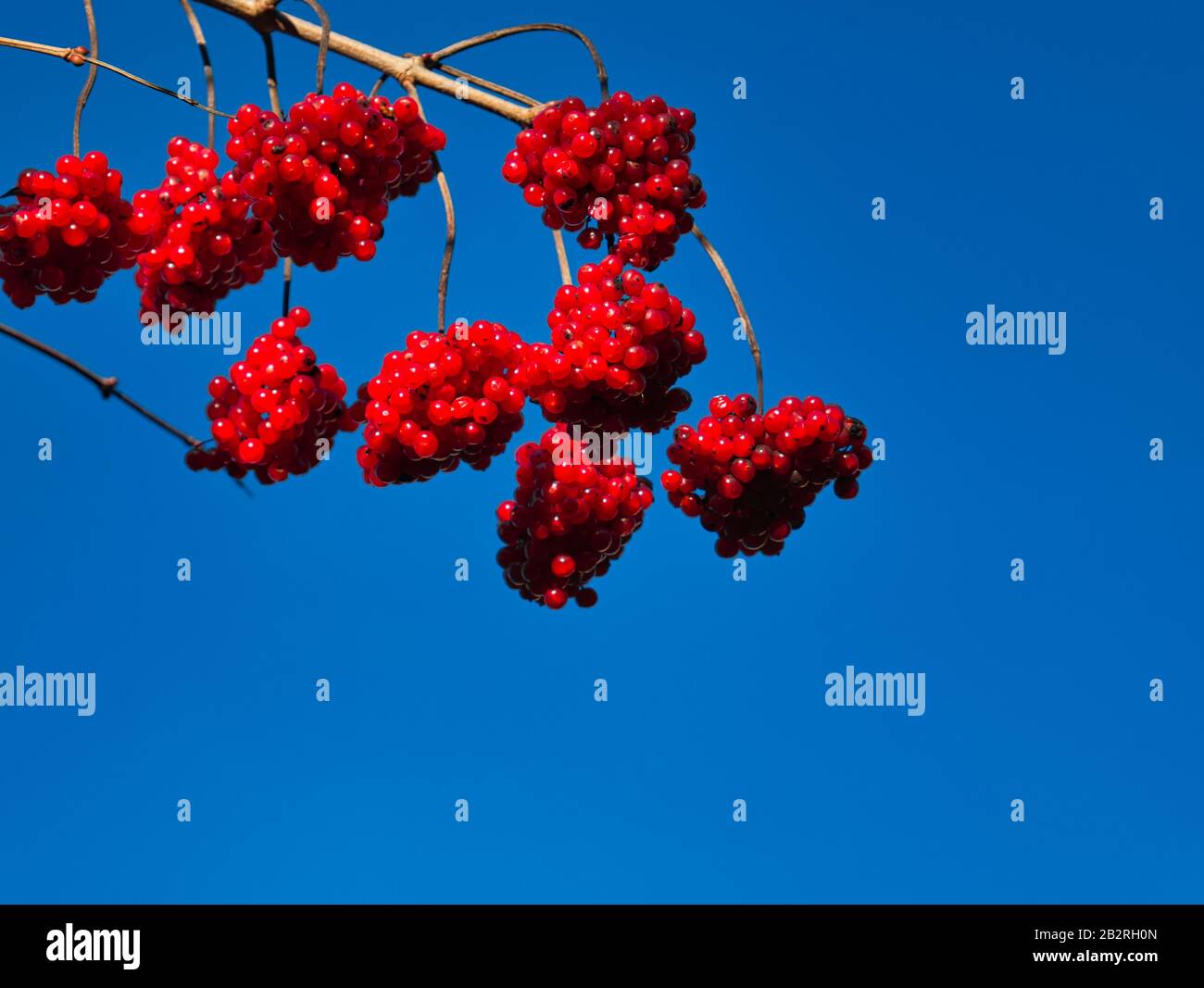 Branches of red viburnum hi-res stock photography and images - Alamy