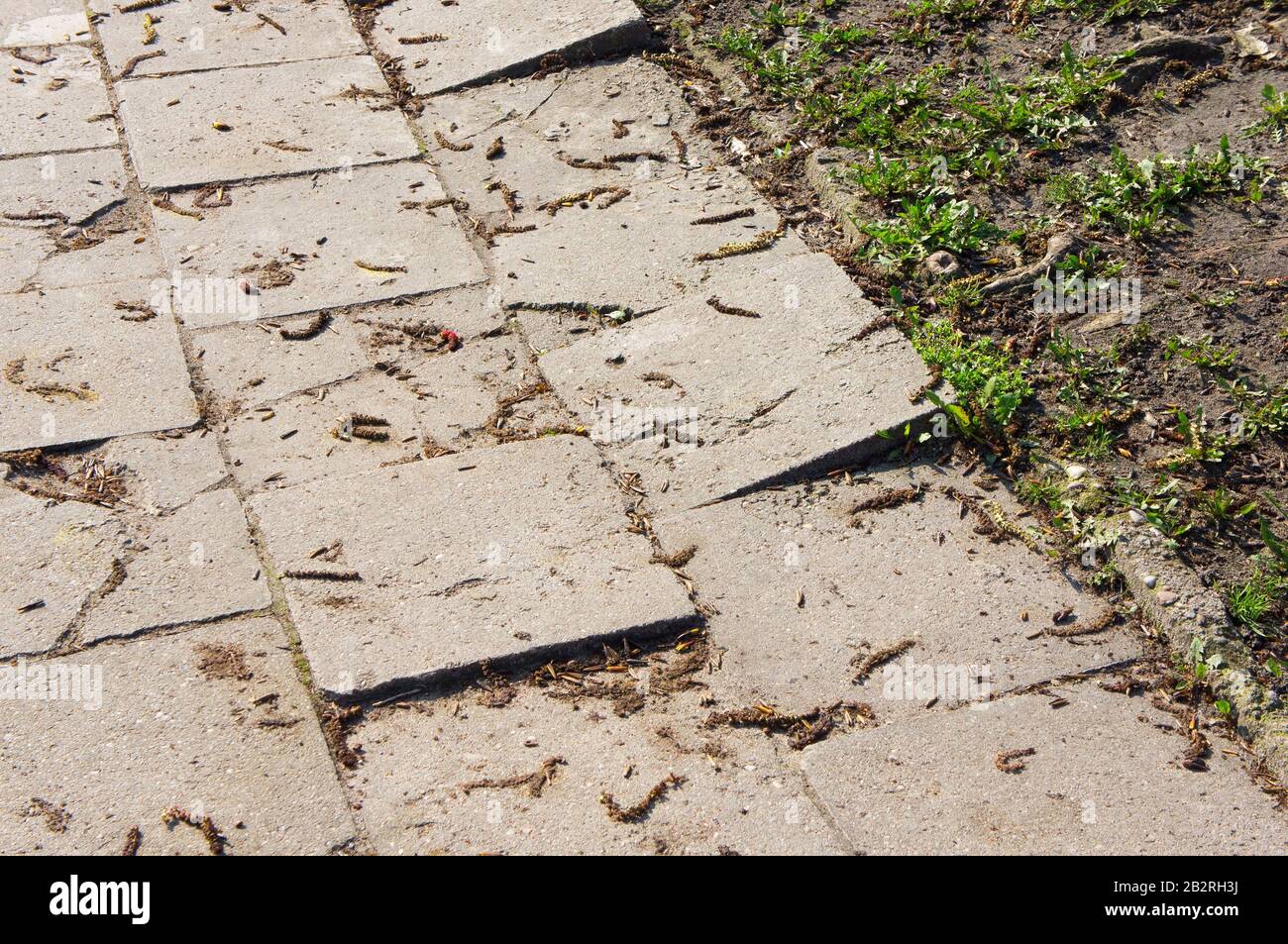 Uneven Brick Pathway