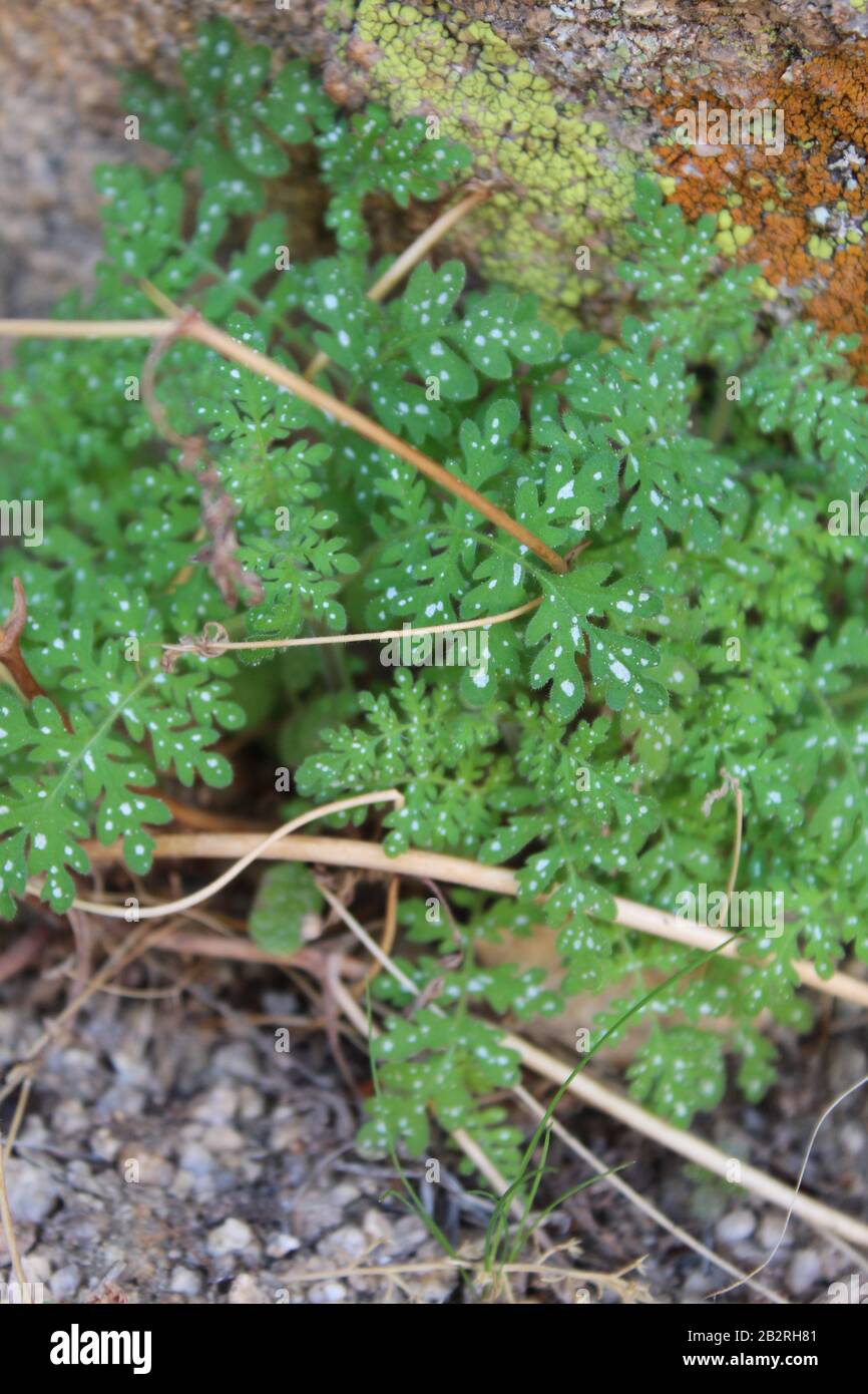 Winter fades and native plants in Joshua Tree National Park begin to ...