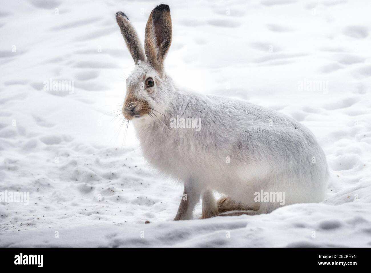 Beautiful shot of the white rabbit in the snowy forest Stock Photo - Alamy