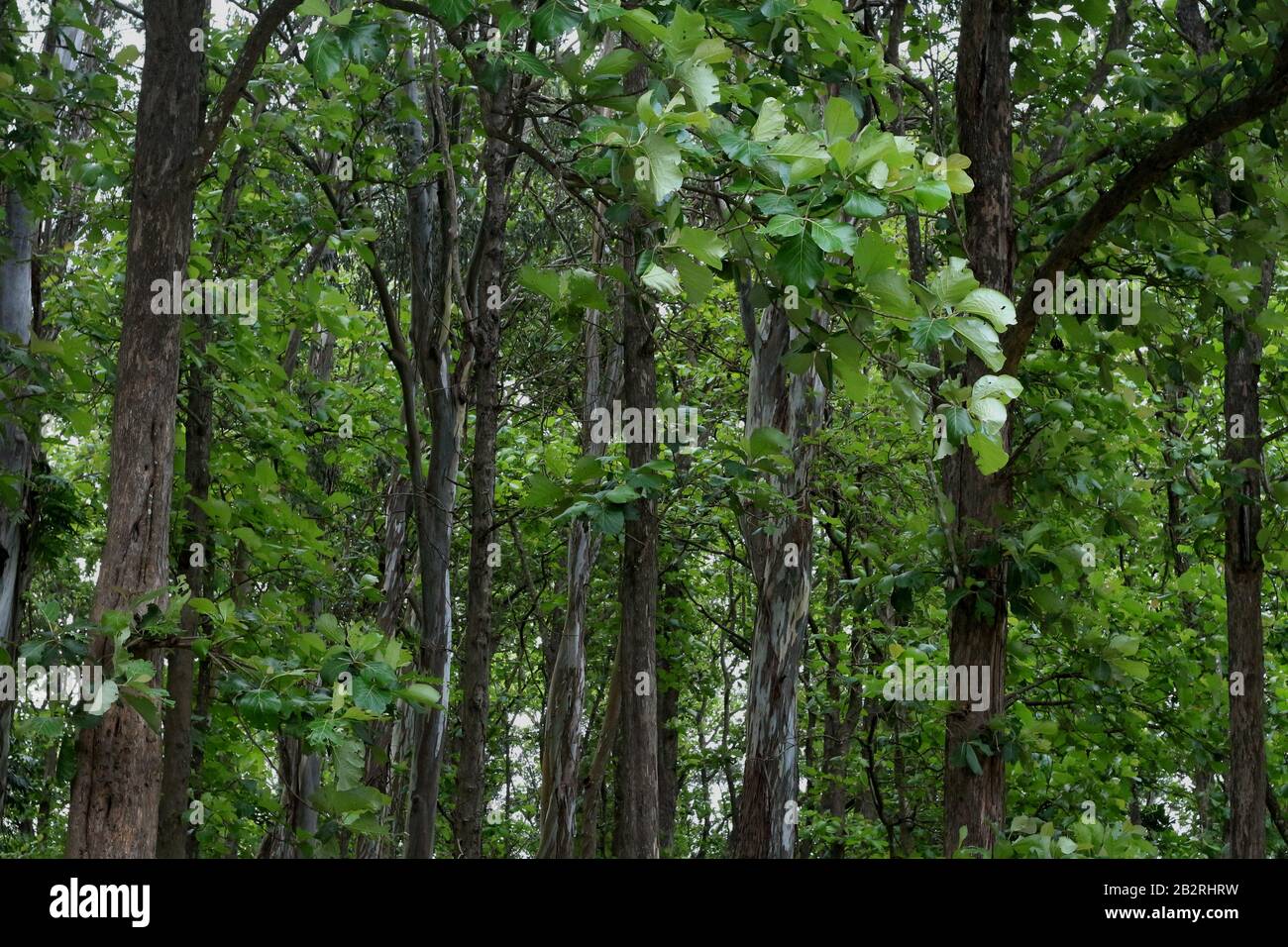 Teak wood plantation hi-res stock photography and images - Alamy