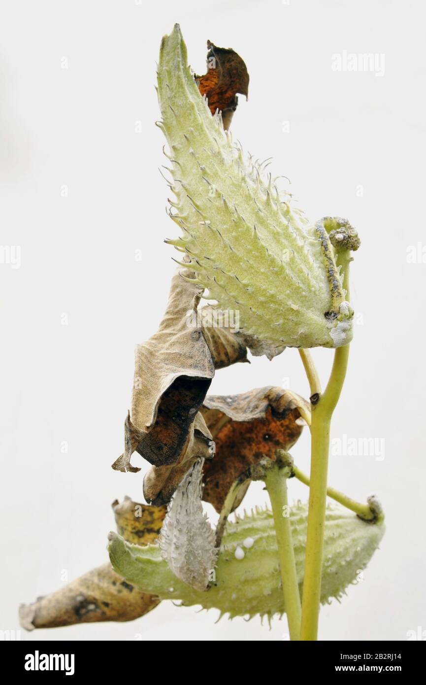 Vertical shot of an isolated Milkweed plant pods Stock Photo - Alamy