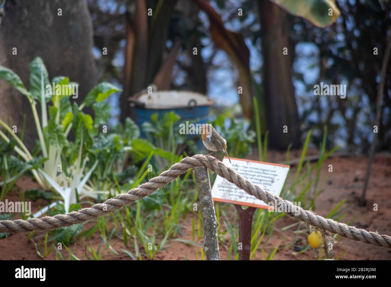 Eden project cornwall 2020 hi-res stock photography and images - Alamy