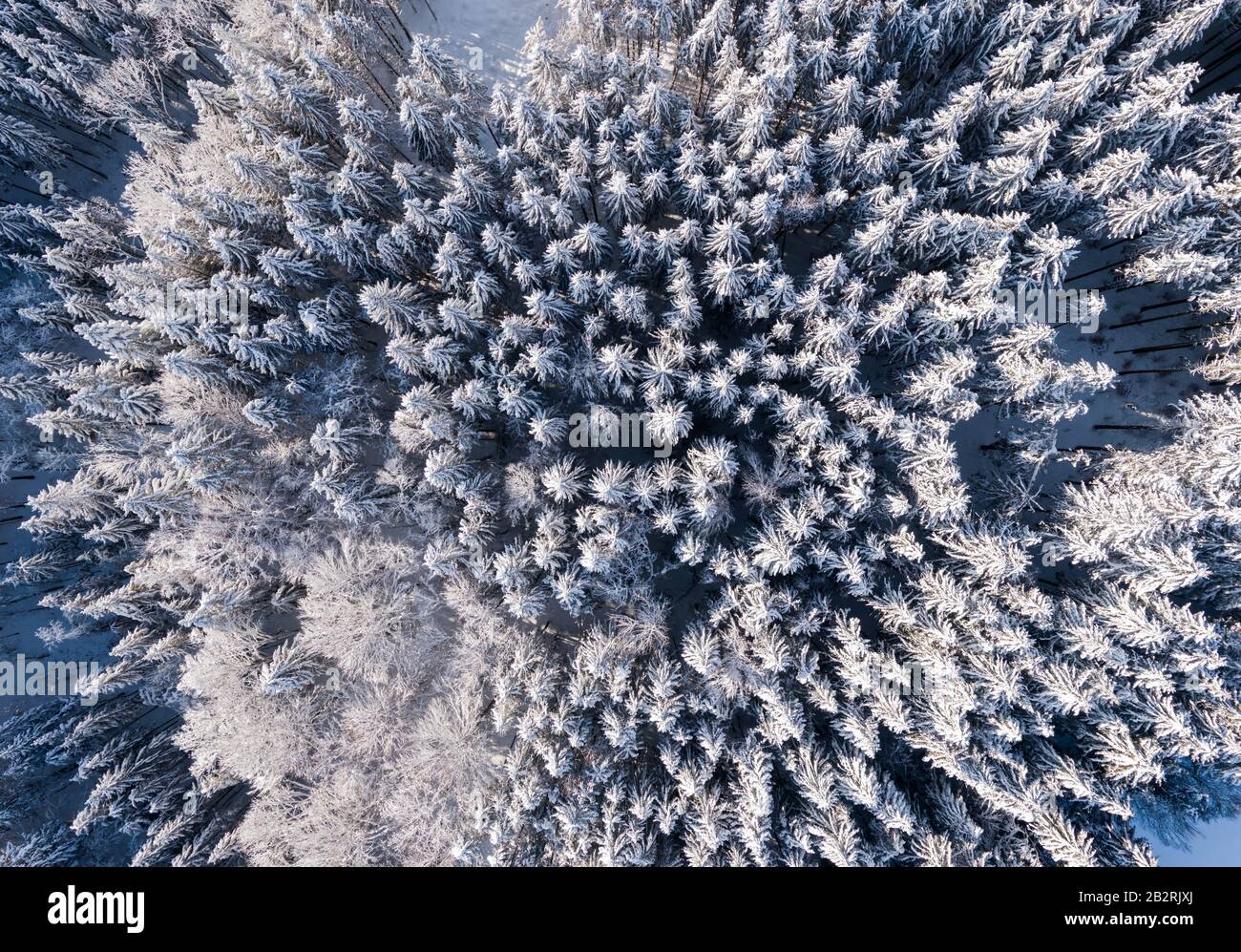 Upper view of the forest with tall trees covered in snow in winter ...