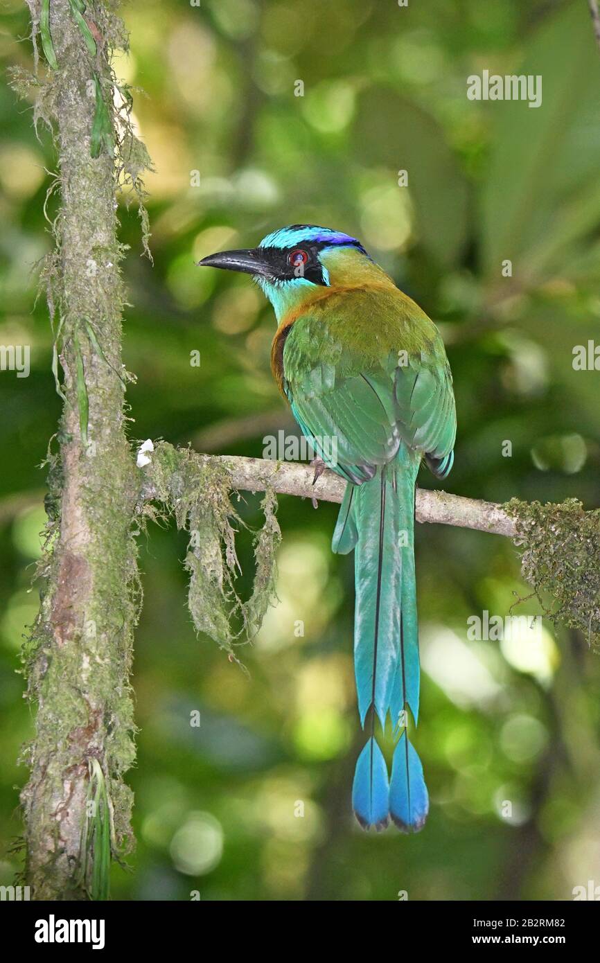 Whooping Motmot, Momotus subrufescens, in the forest, Costa Rica Stock ...