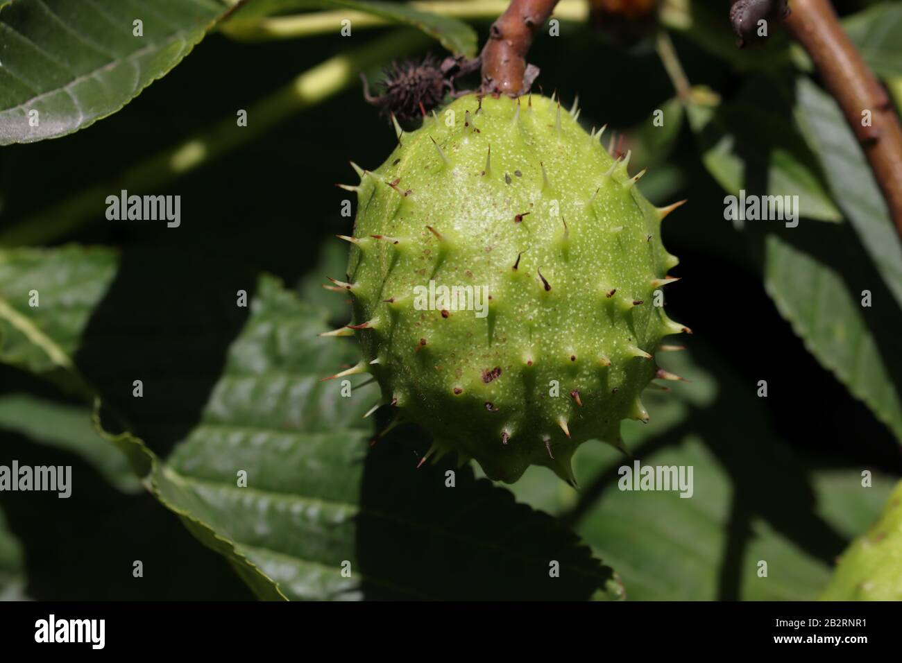 Horse chestnut tree seed hi-res stock photography and images - Alamy