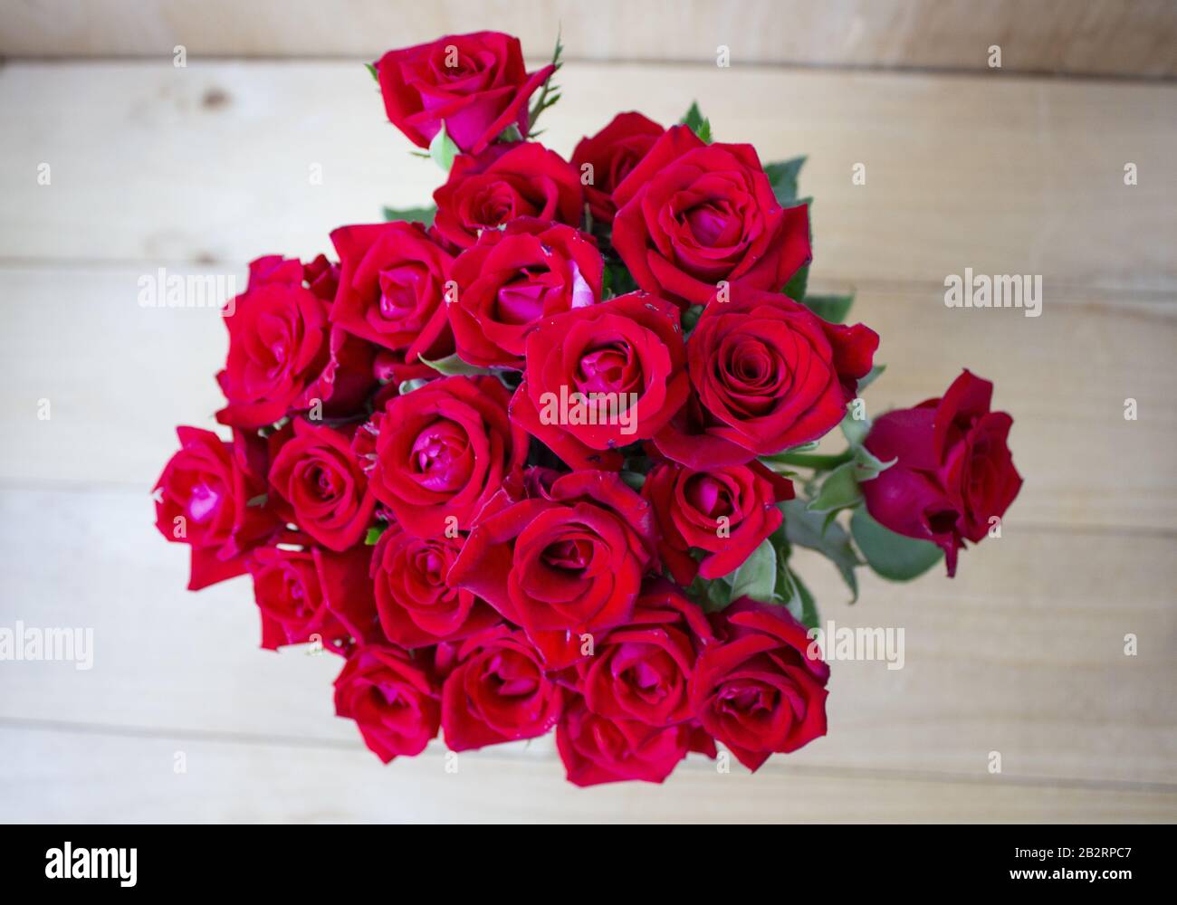 Beautiful rose flower in garden. Rose flower background. Roses flower ...