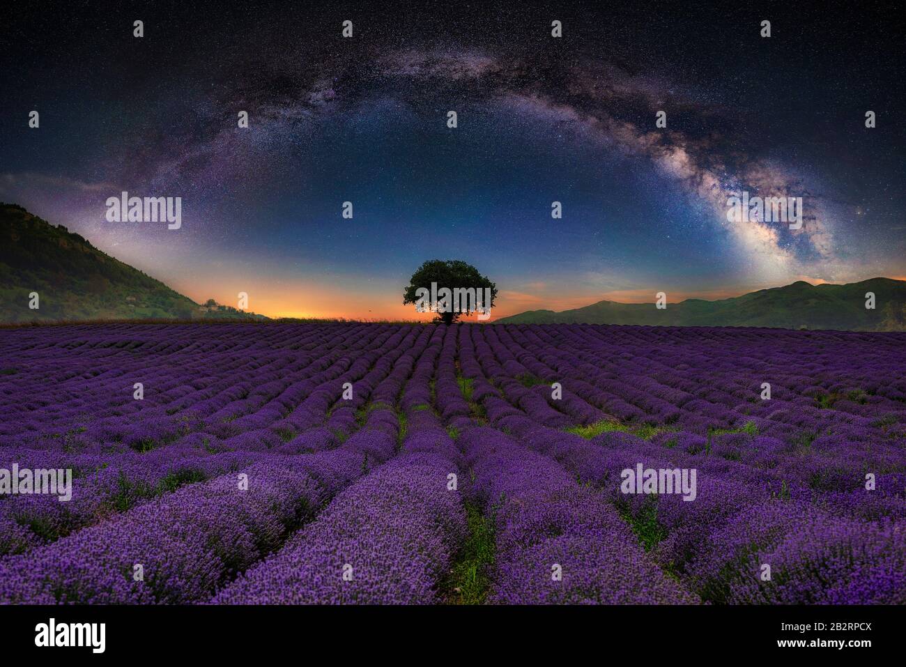 Breathtaking scenery of a lavender field with a single tree in the ...
