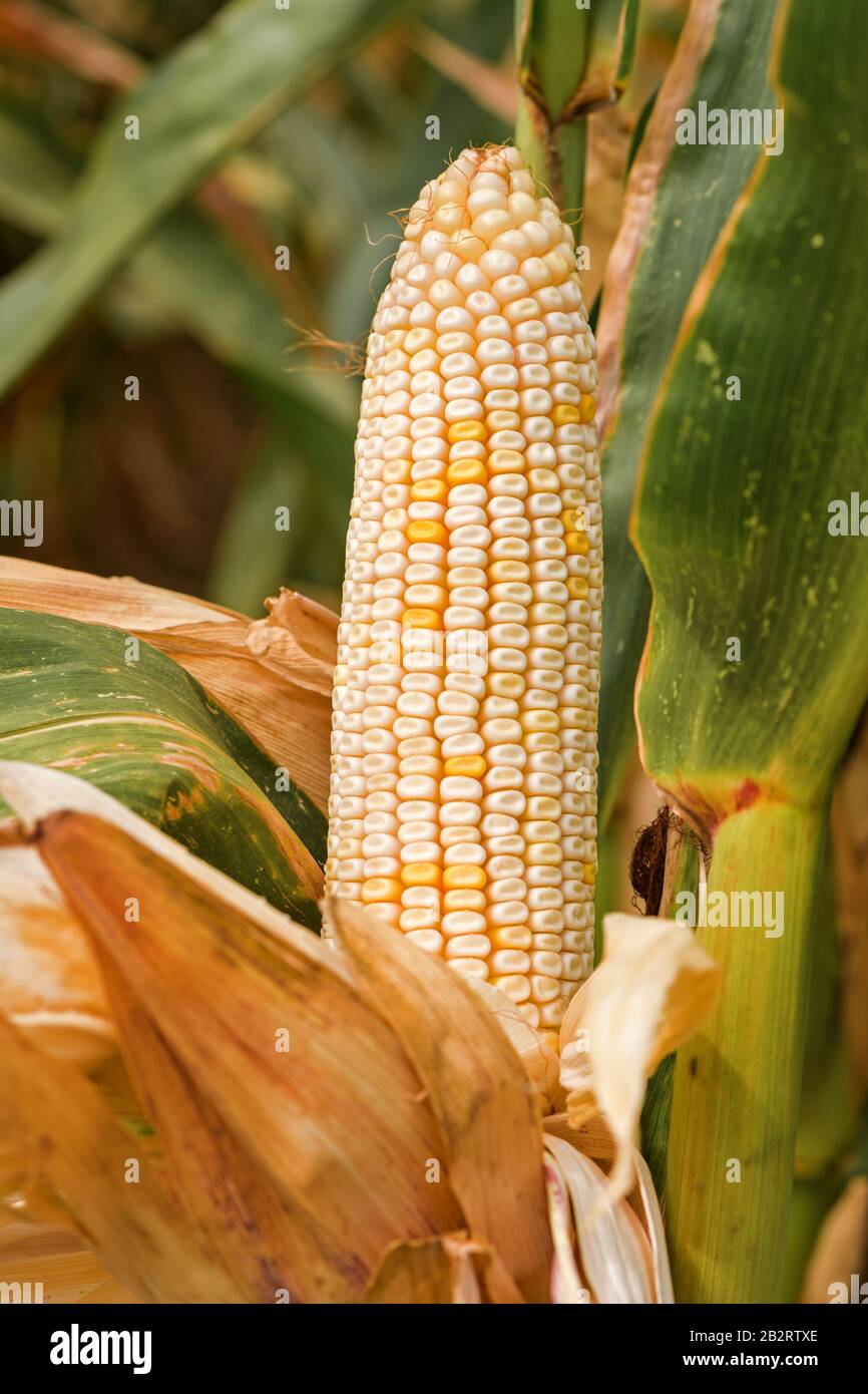 White maize seed hi-res stock photography and images - Alamy