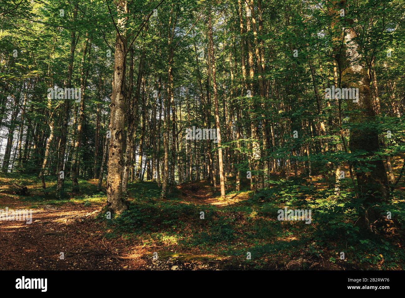 Low deciduous forest hi-res stock photography and images - Alamy