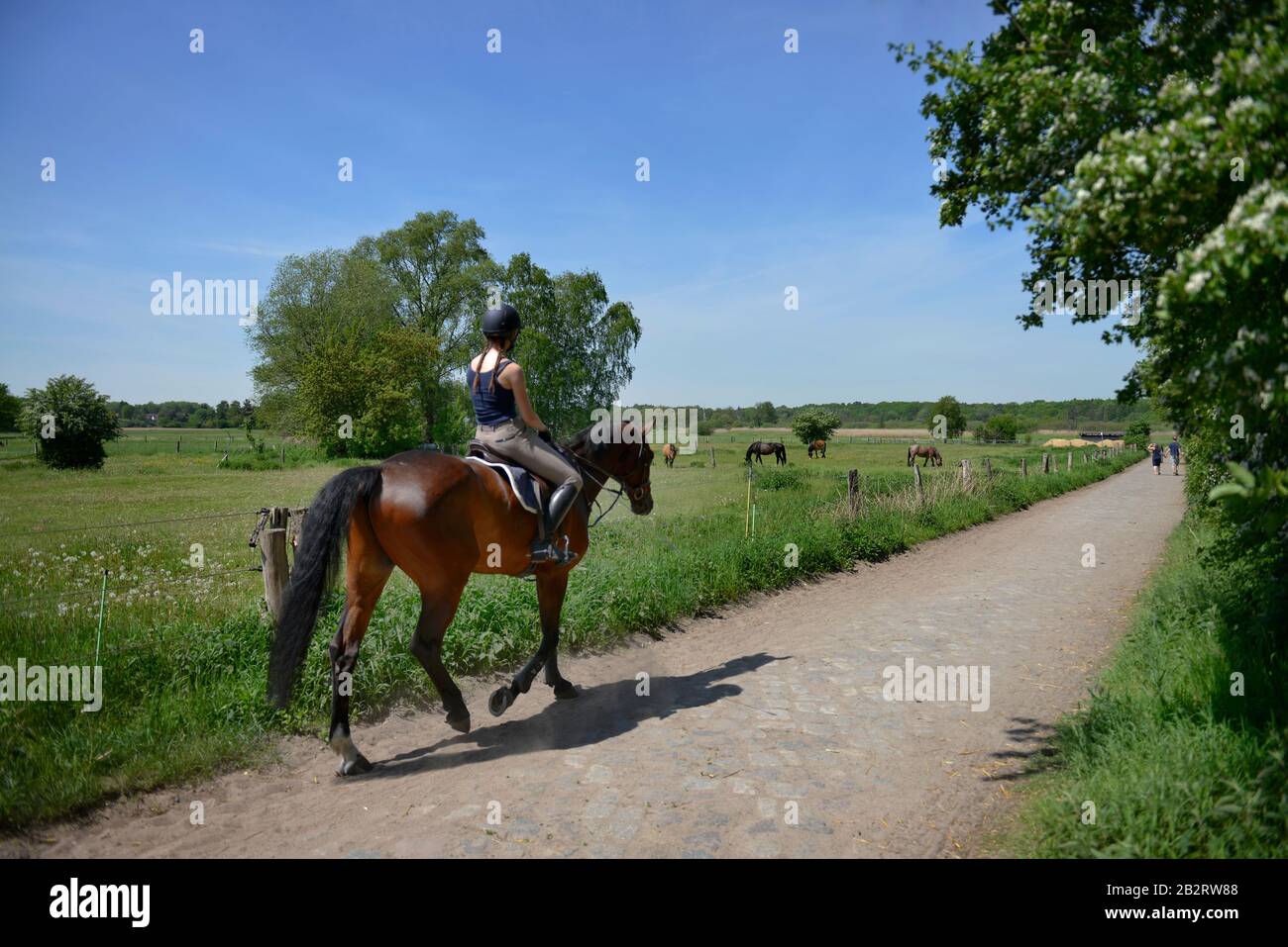 Pferdekoppel, Luebars, Reinickendorf, Berlin, Deutschland Stock Photo ...