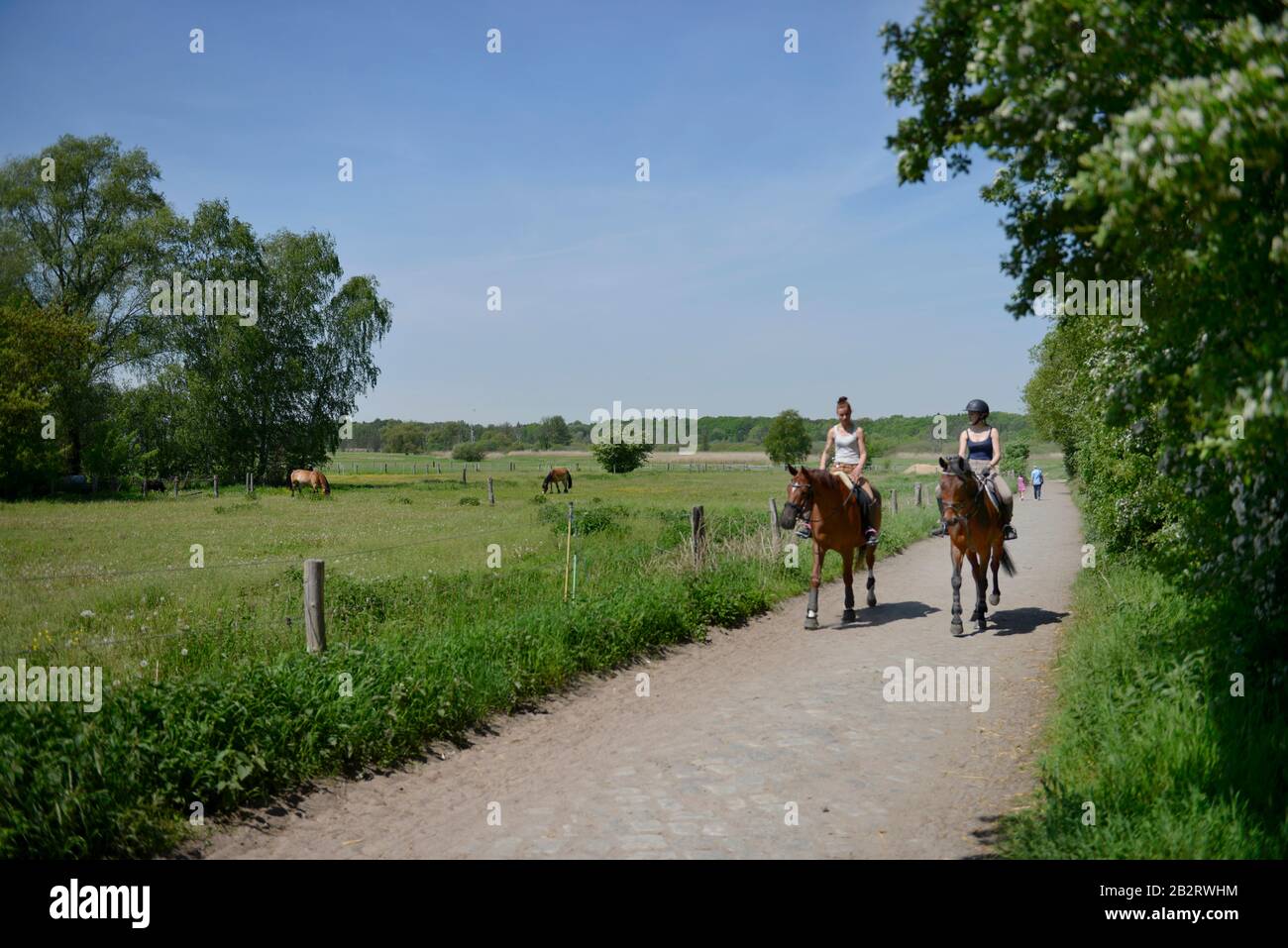 Pferdekoppel, Luebars, Reinickendorf, Berlin, Deutschland Stock Photo ...