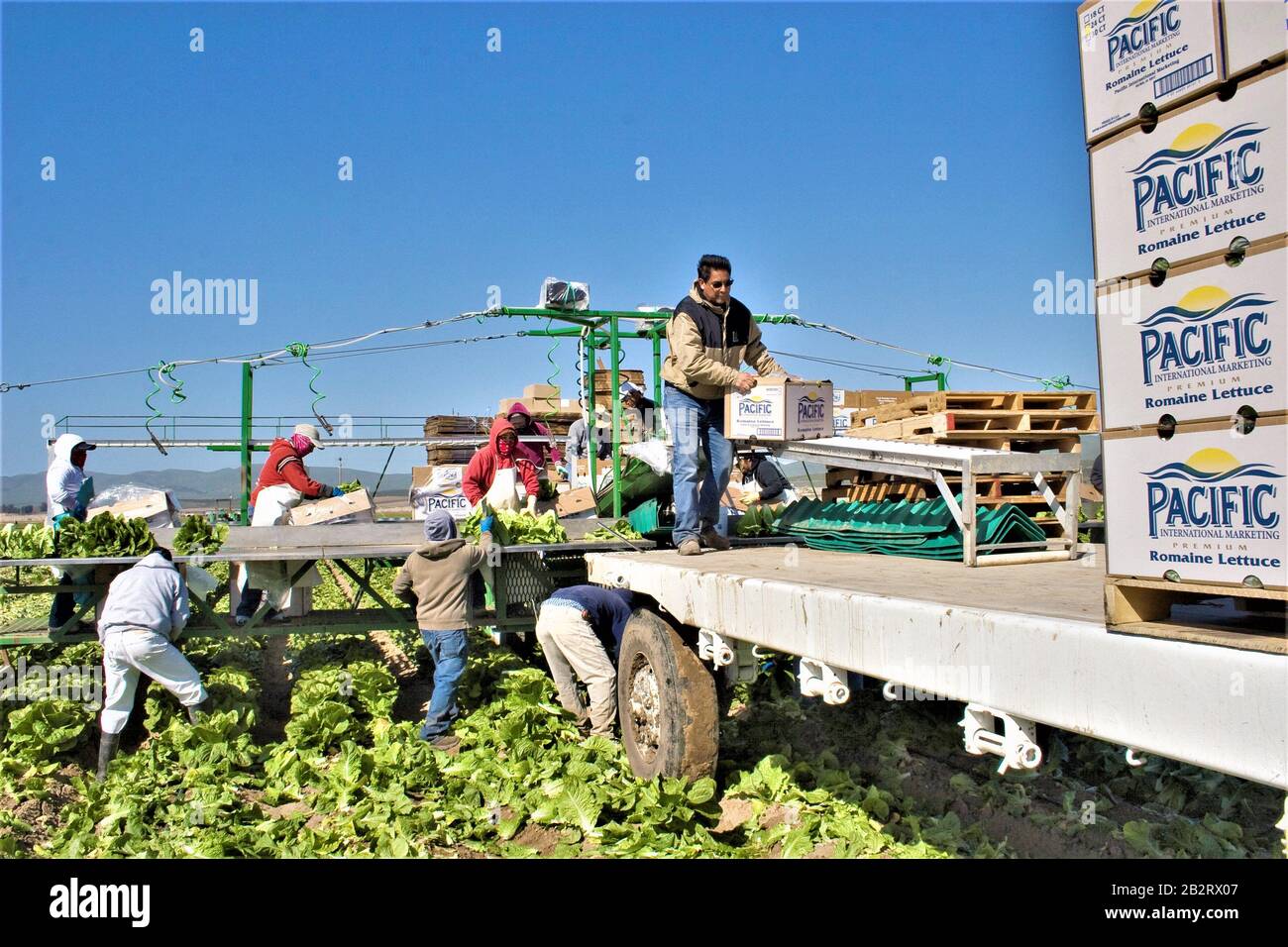 Field packing and stacking lettuce for shipment to supermarkets in ...