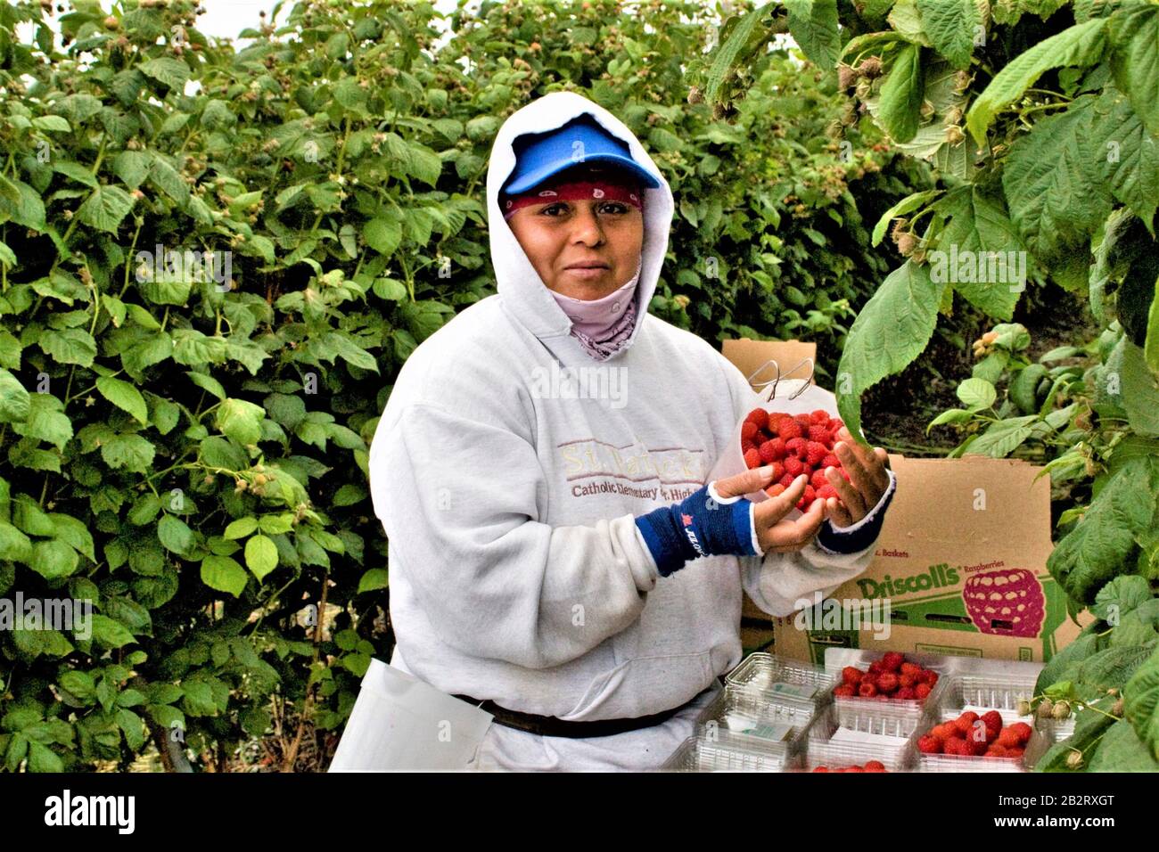 A Latino woman with field packed strawberries which will go to ...