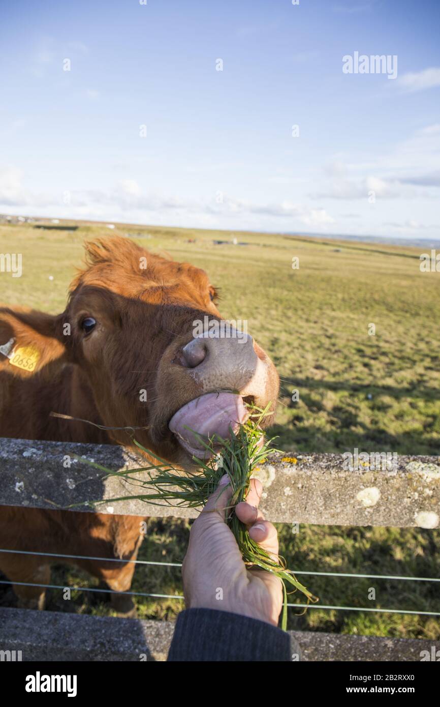 cow eating from the hand Stock Photo - Alamy