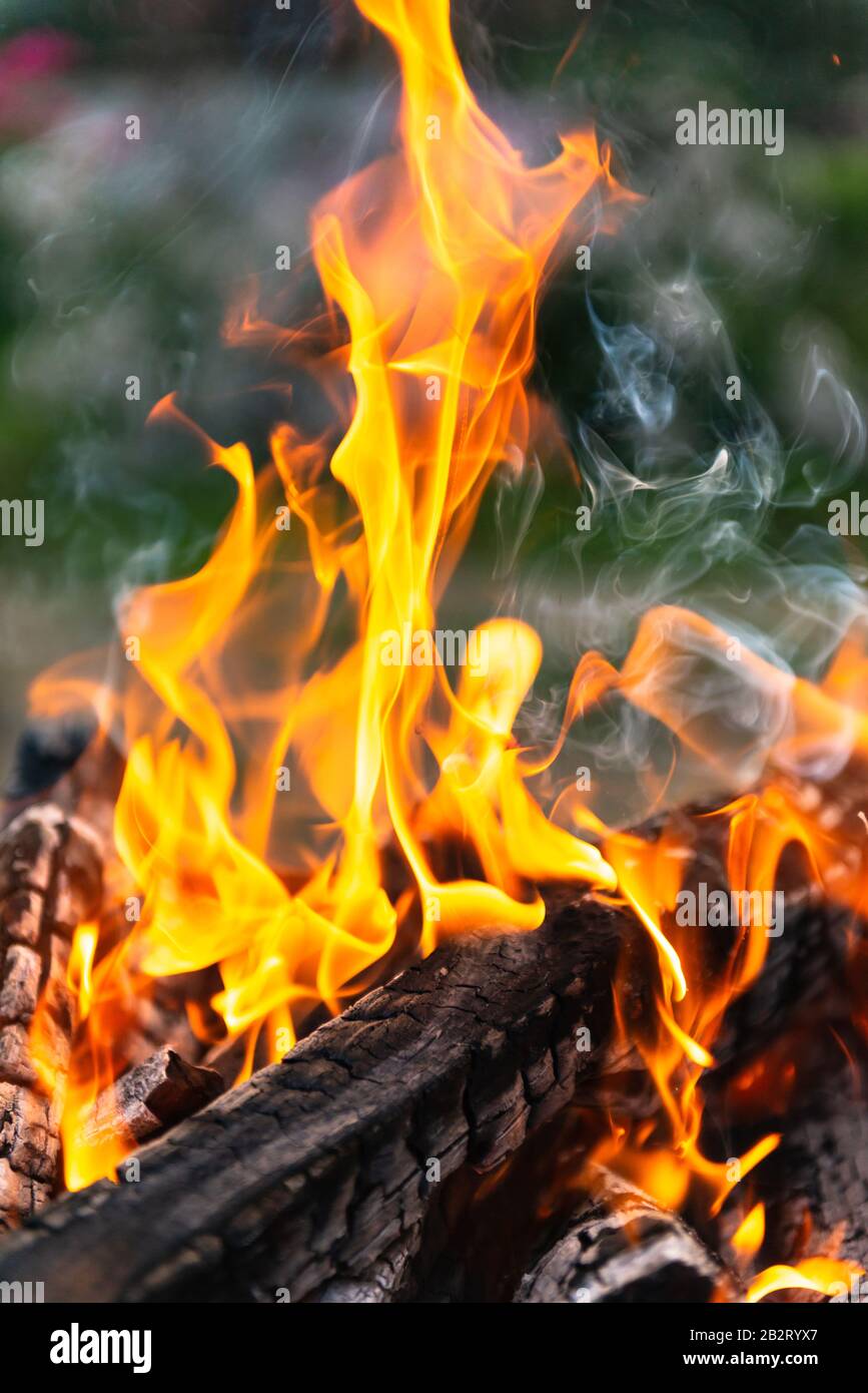 Burning fire. Flames with smoke rise up. Burning wood at close range ...
