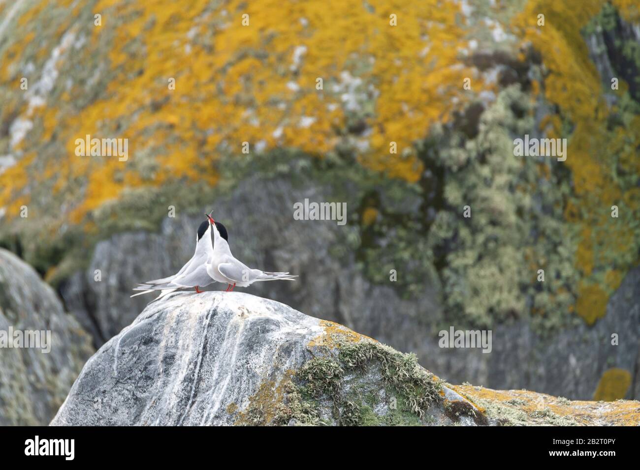 Romantic male and a female common tern sitting on a huge rock Stock ...