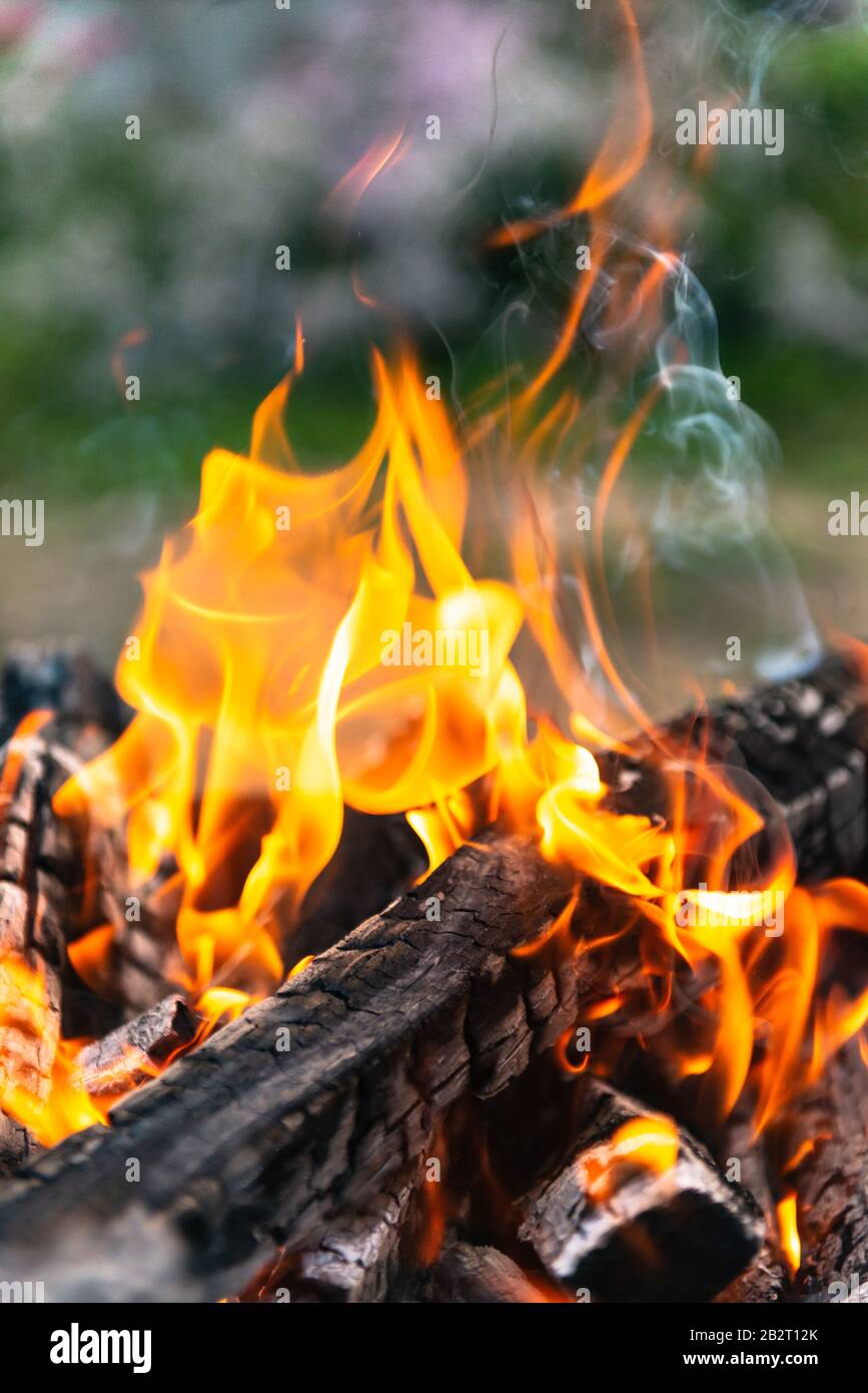 Burning fire. Flames with smoke rise up. Burning wood at close range ...