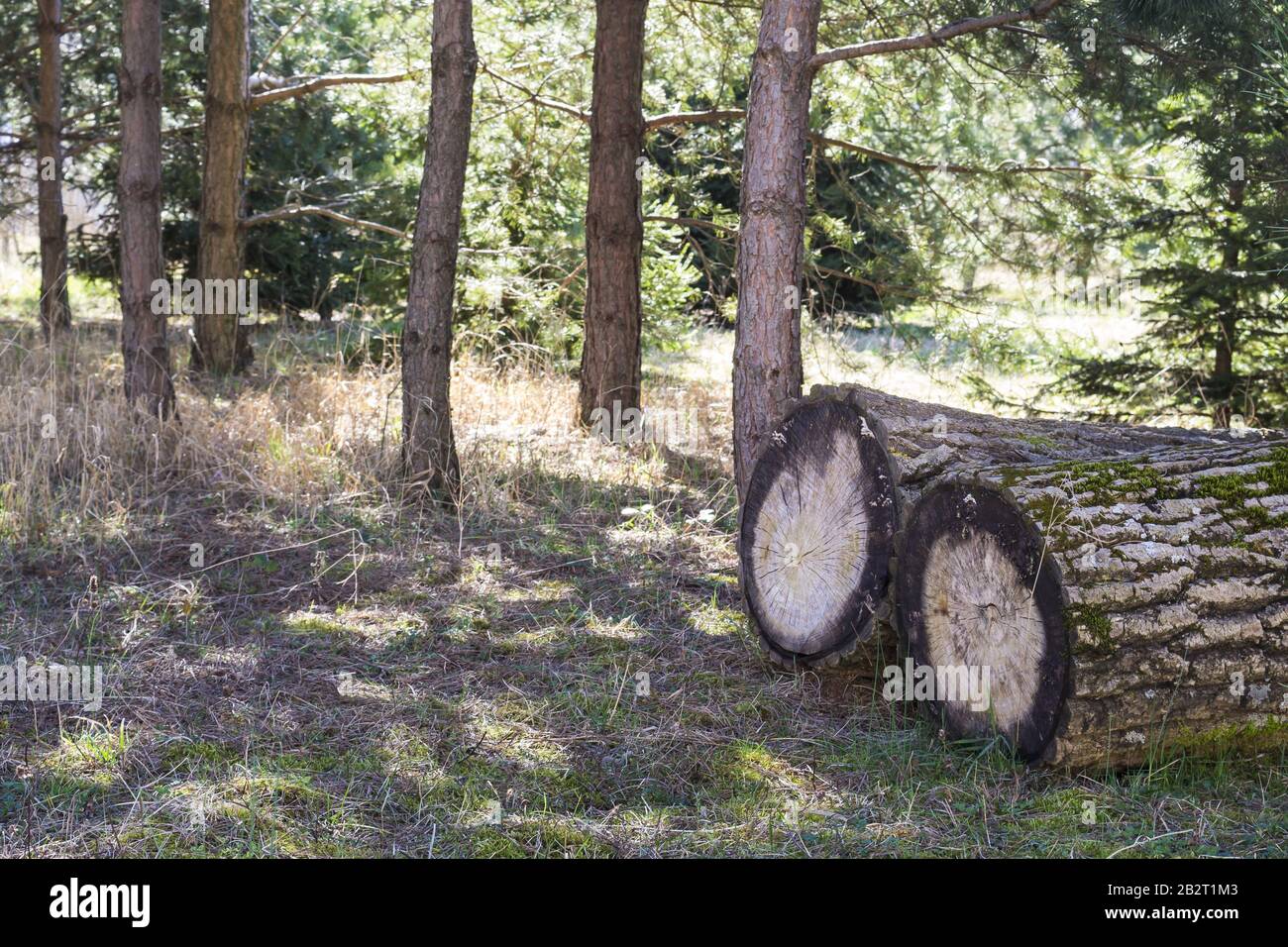 Shot of the two large wooden logs in the forest Stock Photo - Alamy