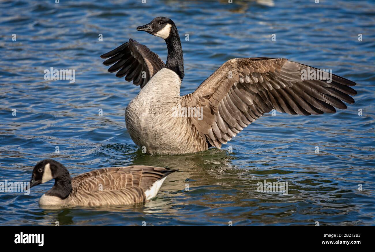 Canada Goose Flapping Wings High Resolution Stock Photography and ...