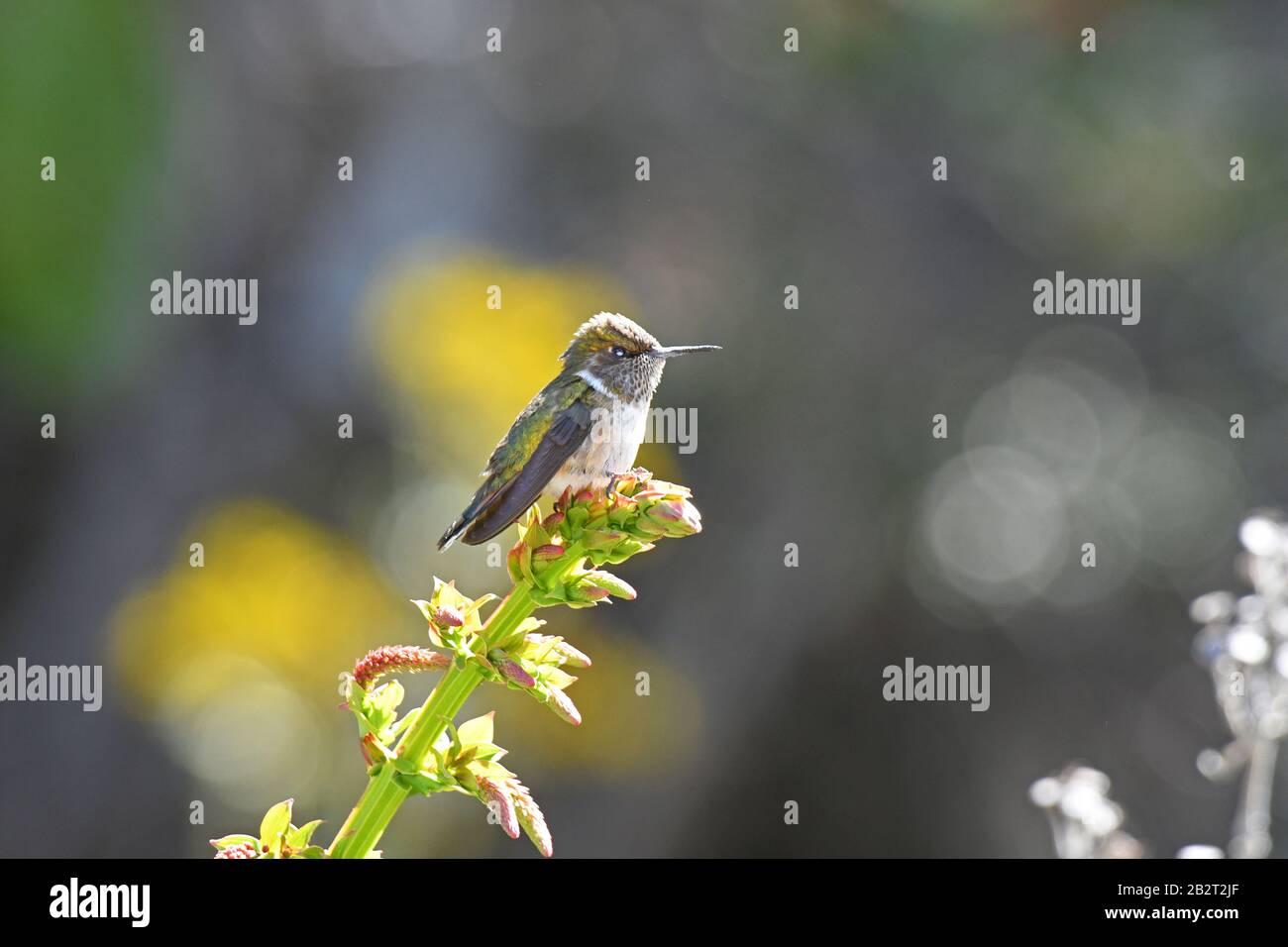Volcano hummingbird,Selasphorus flammula Stock Photo - Alamy