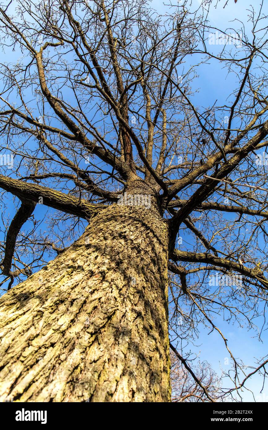 Withered oak in the Czech Republic. Evening light. Sick forest. Drought ...