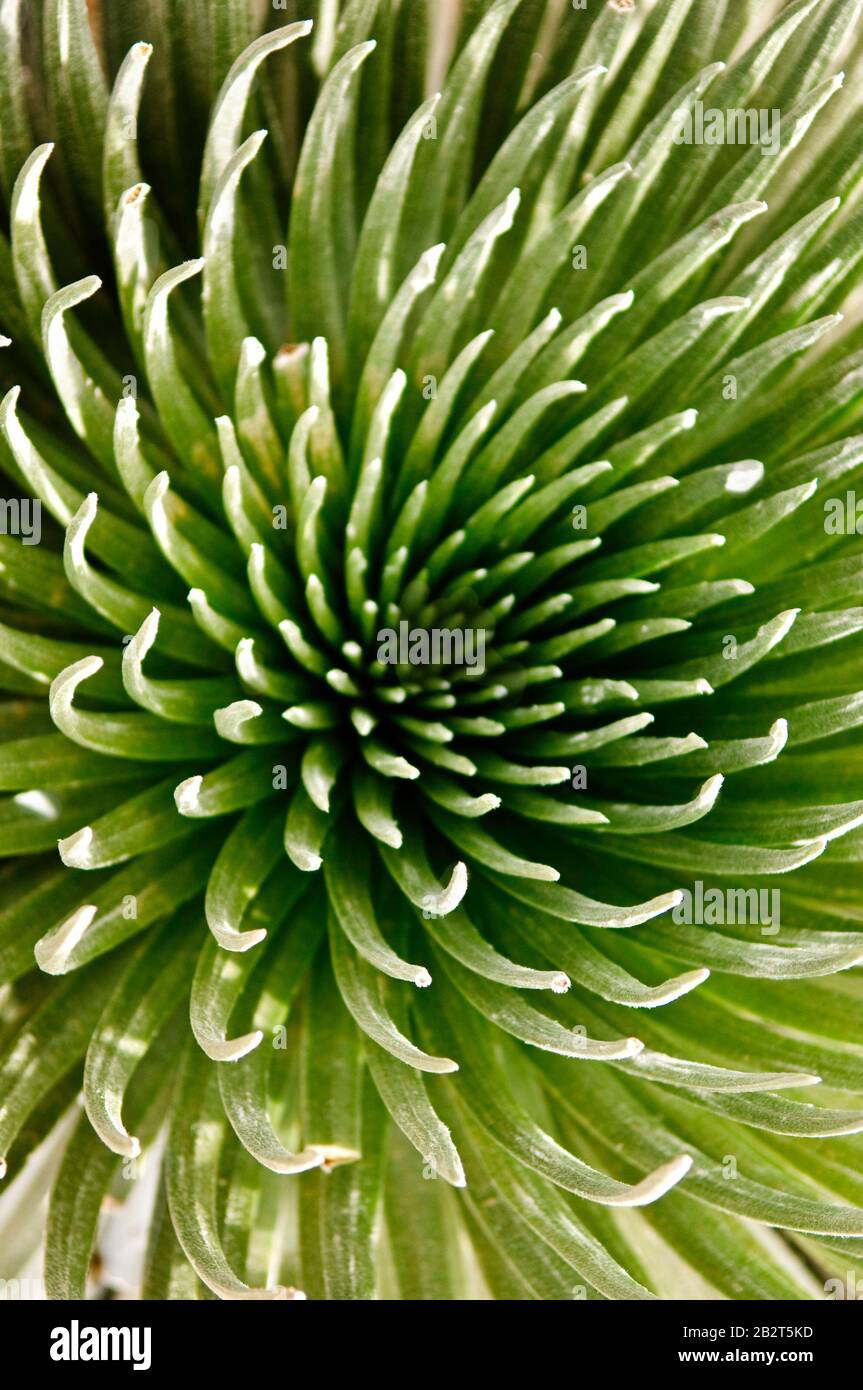 A closeup look at ahinahina sword like leaves hi-res stock photography ...