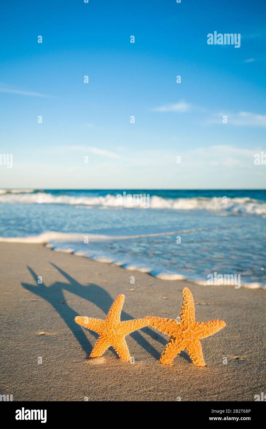 Two Starfish On The Beach