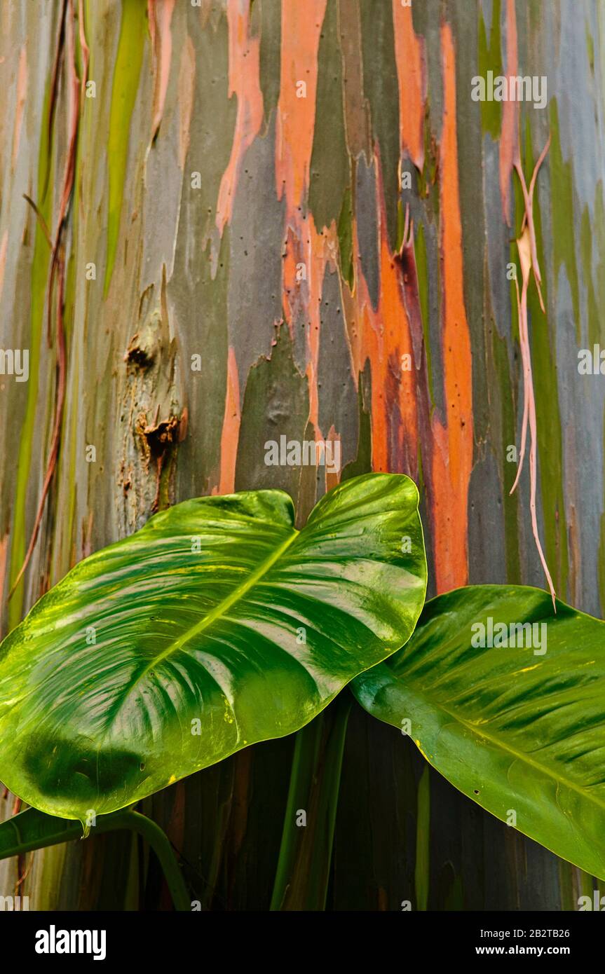Hawaii rainbow tree trunk up close hi-res stock photography and images ...