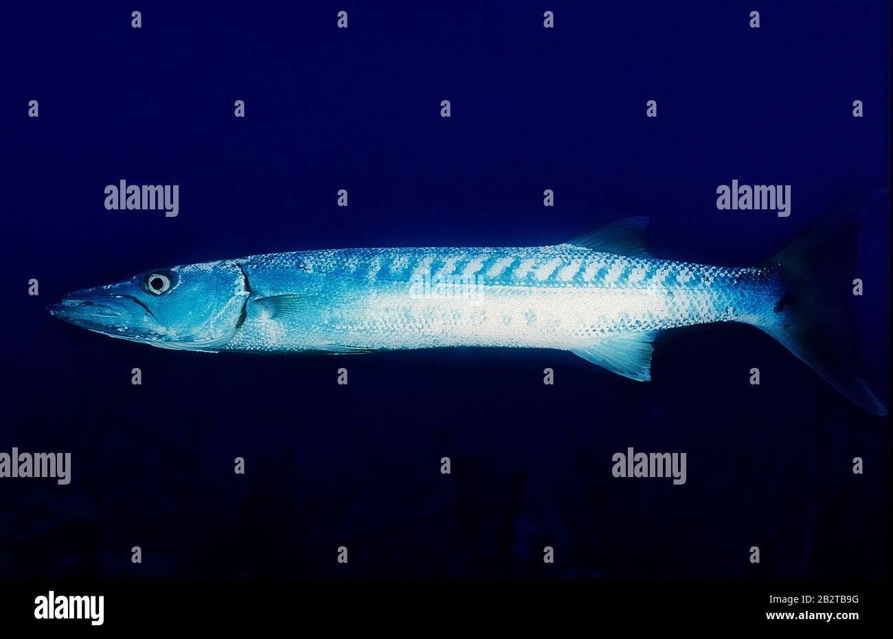 Giant Barracuda Barracuda High Resolution Stock Photography and Images ...