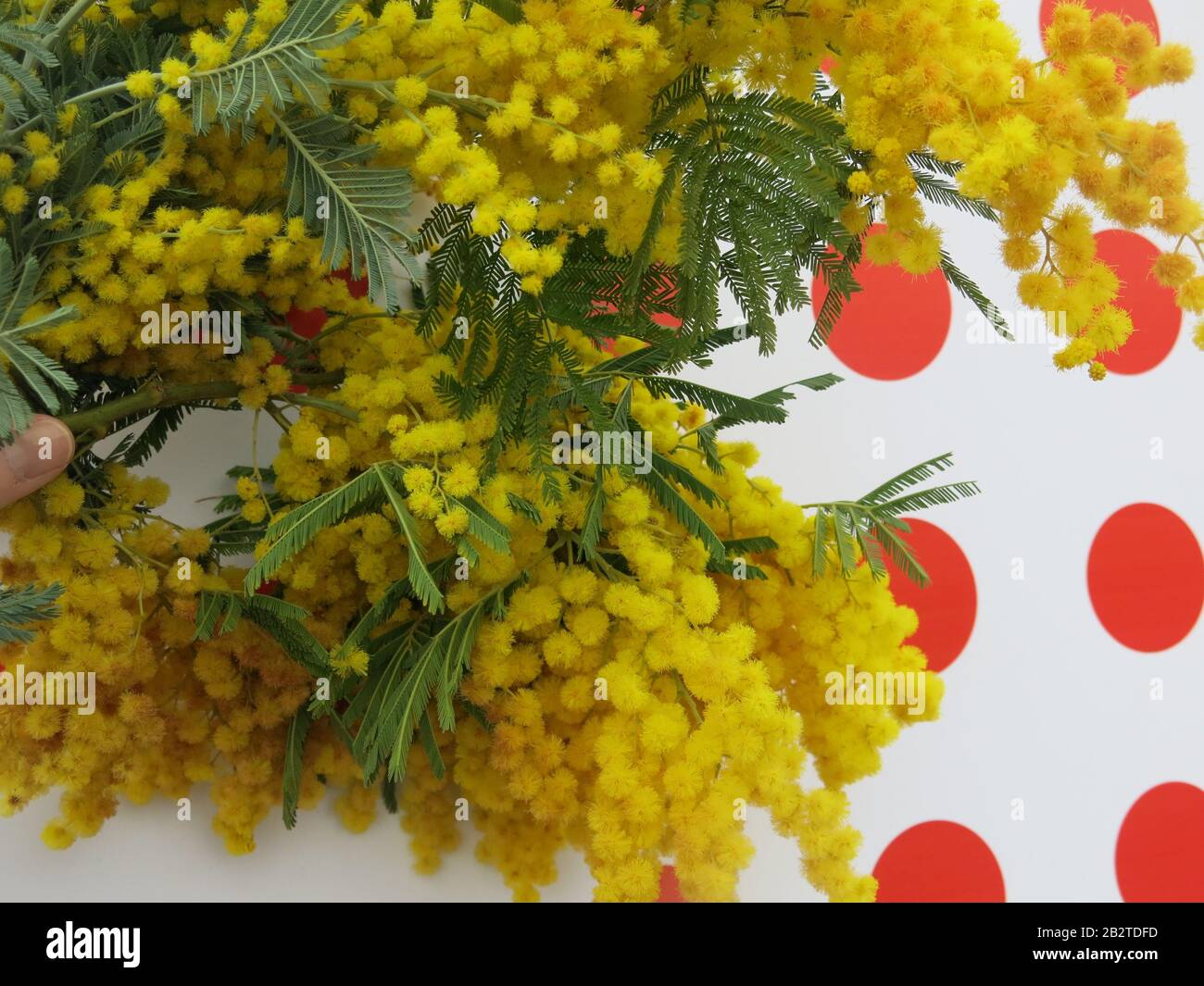 Sprigs of bright yellow mimosa held up against one of the panels with ...