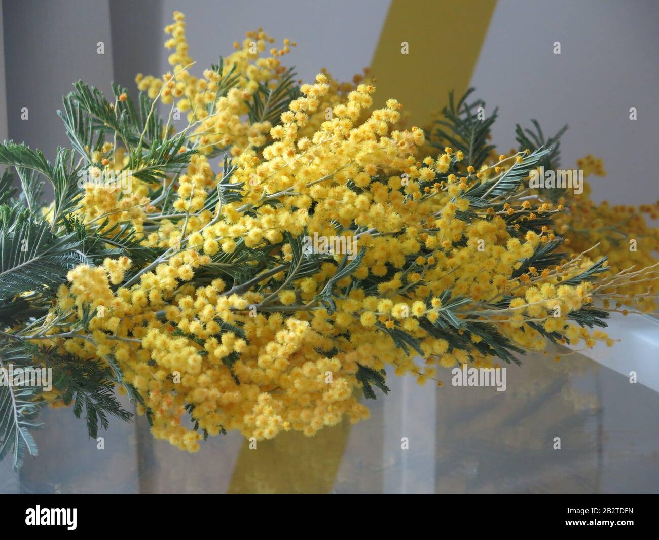 Abstract floral art incorporating sprigs of bright yellow mimosa with a ...