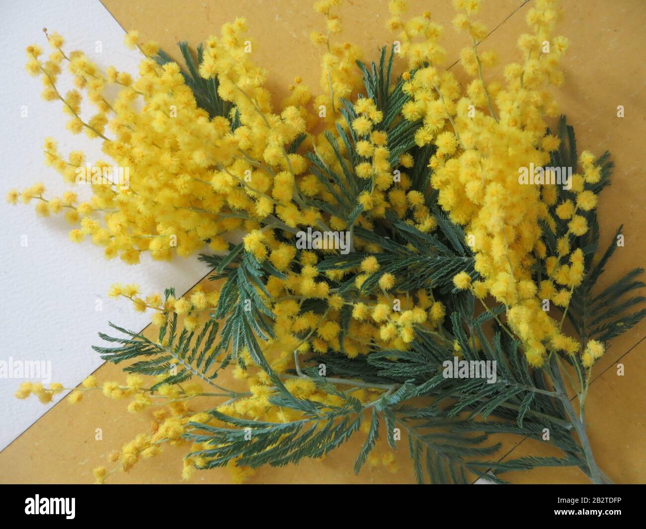 Abstract floral art incorporating sprigs of bright yellow mimosa with a ...