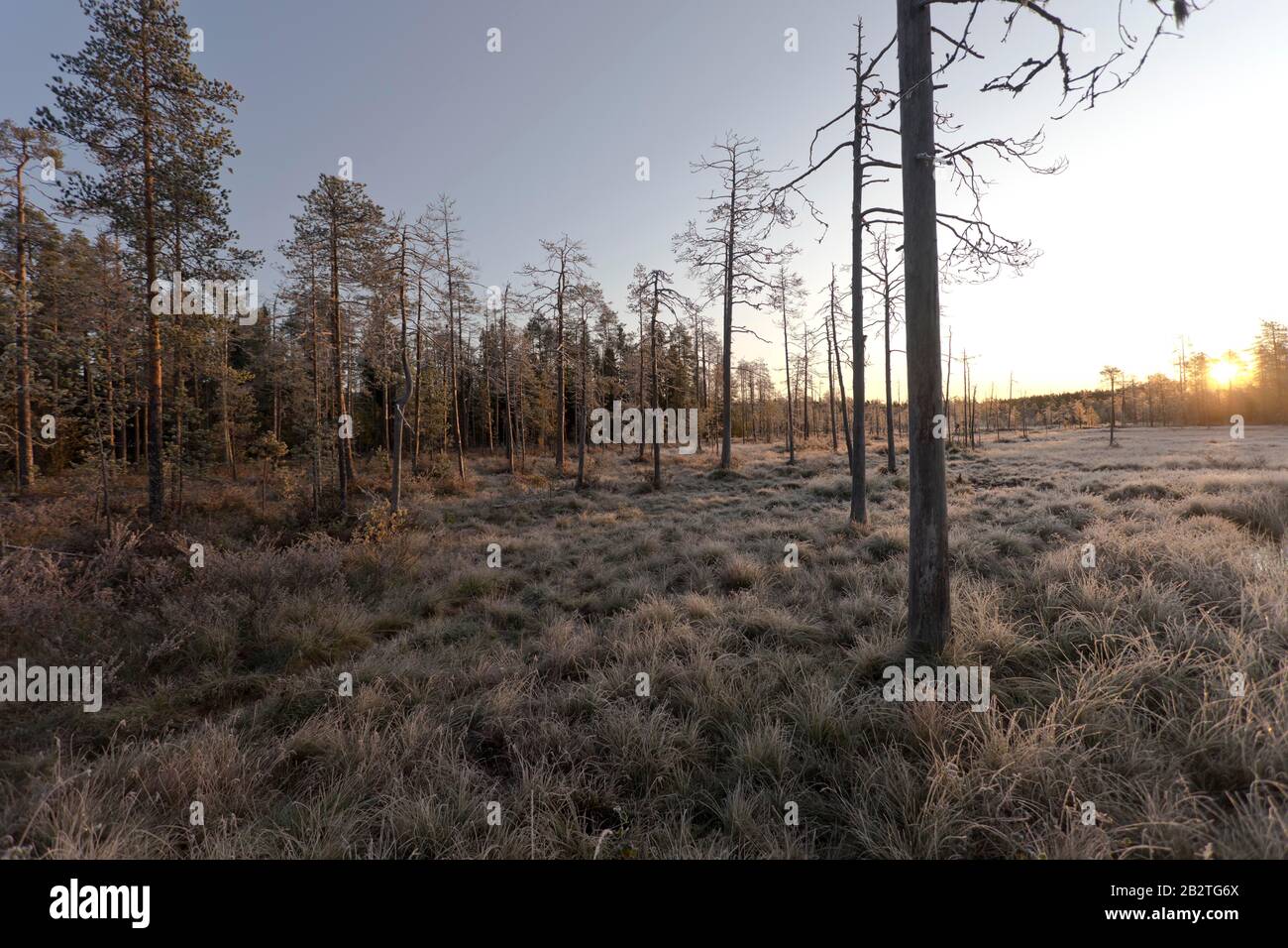 Taiga finland hi-res stock photography and images - Alamy