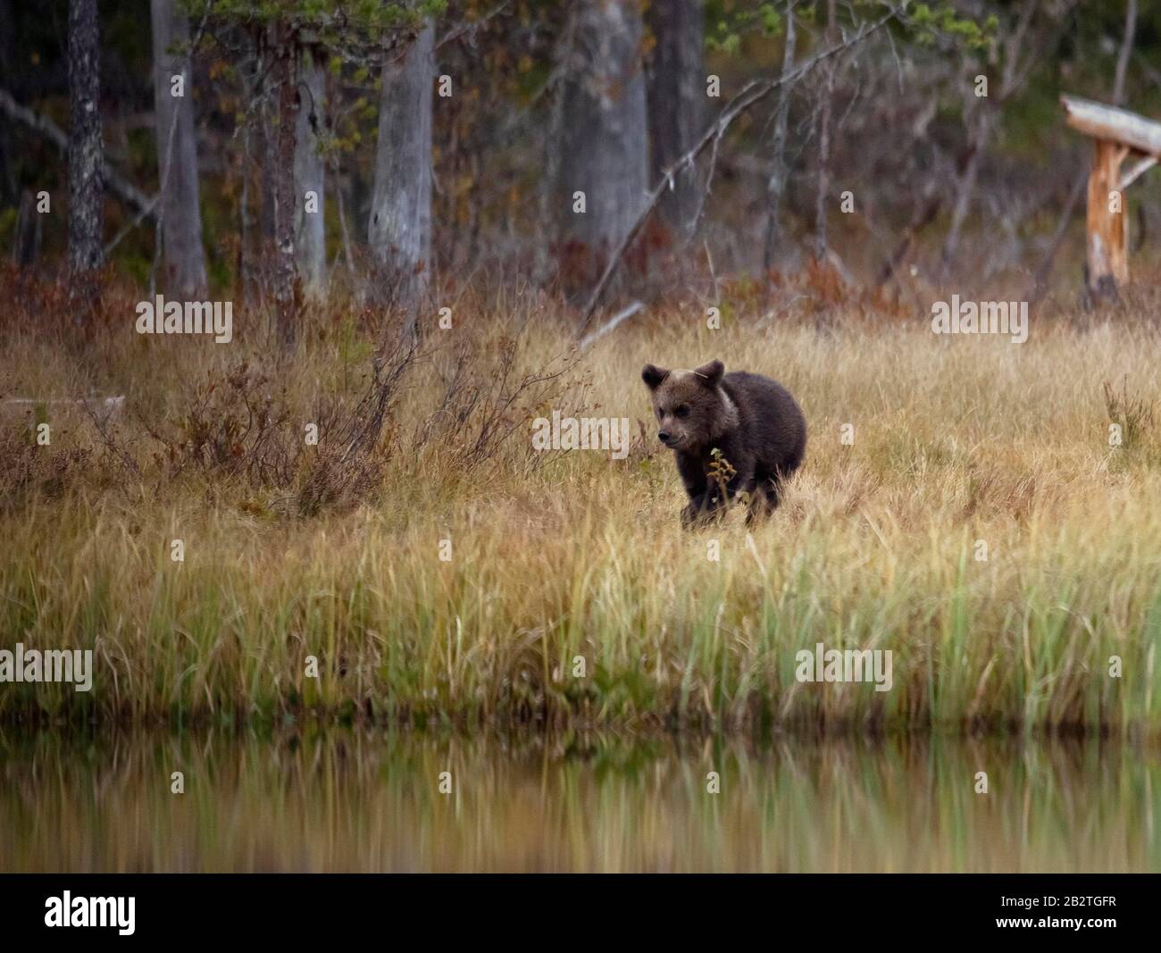Brown bear (Ursus arctos), baby in autumn forest, Kainuu, North Karelia ...