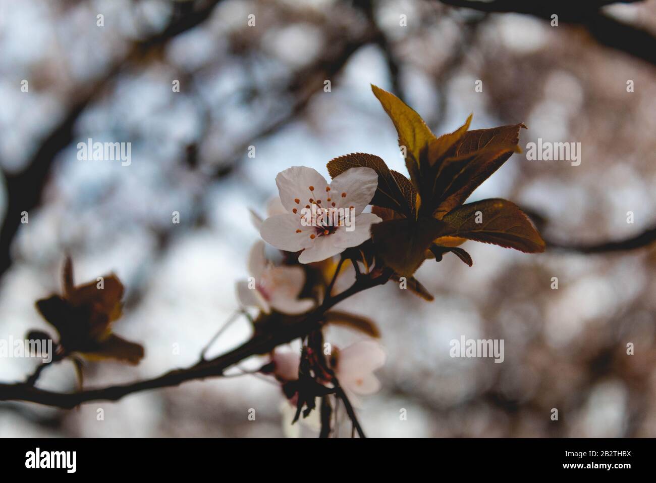 Spring in belgrade hi-res stock photography and images - Alamy
