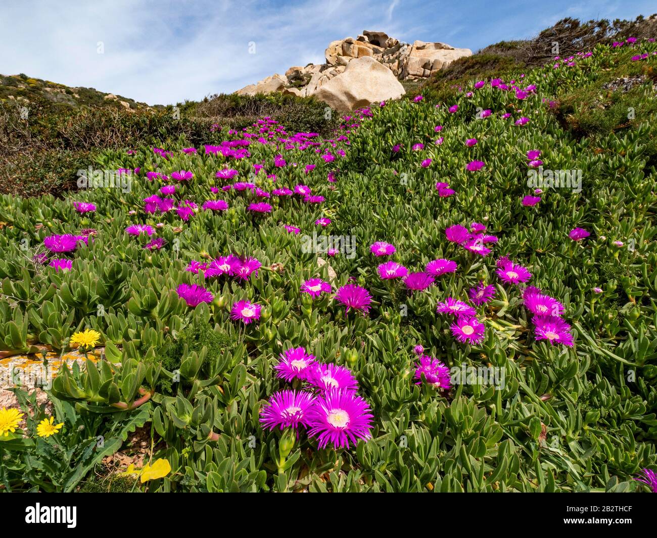 Sardinia flowers hi-res stock photography and images - Alamy
