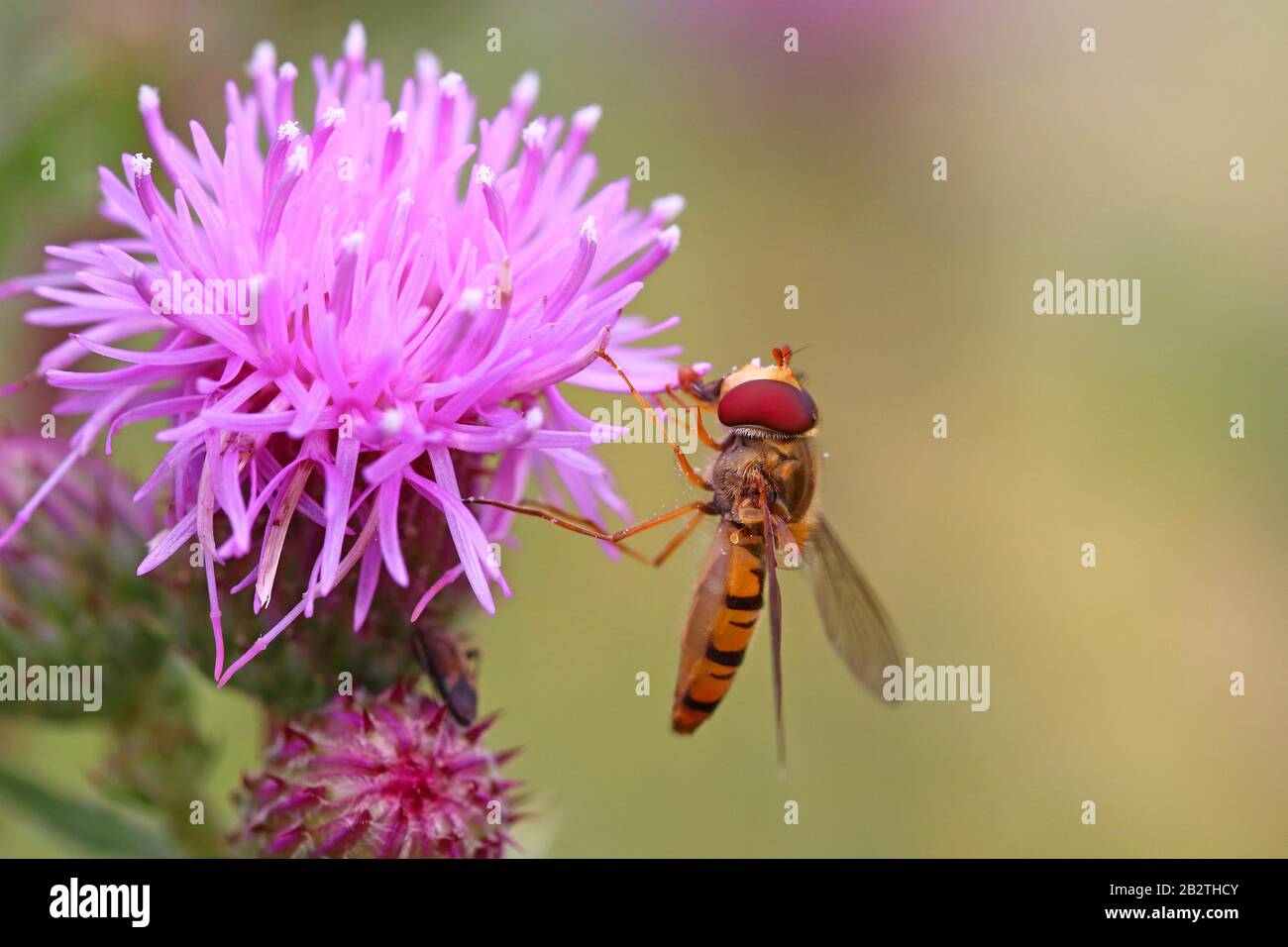 Safflower fly hi-res stock photography and images - Alamy