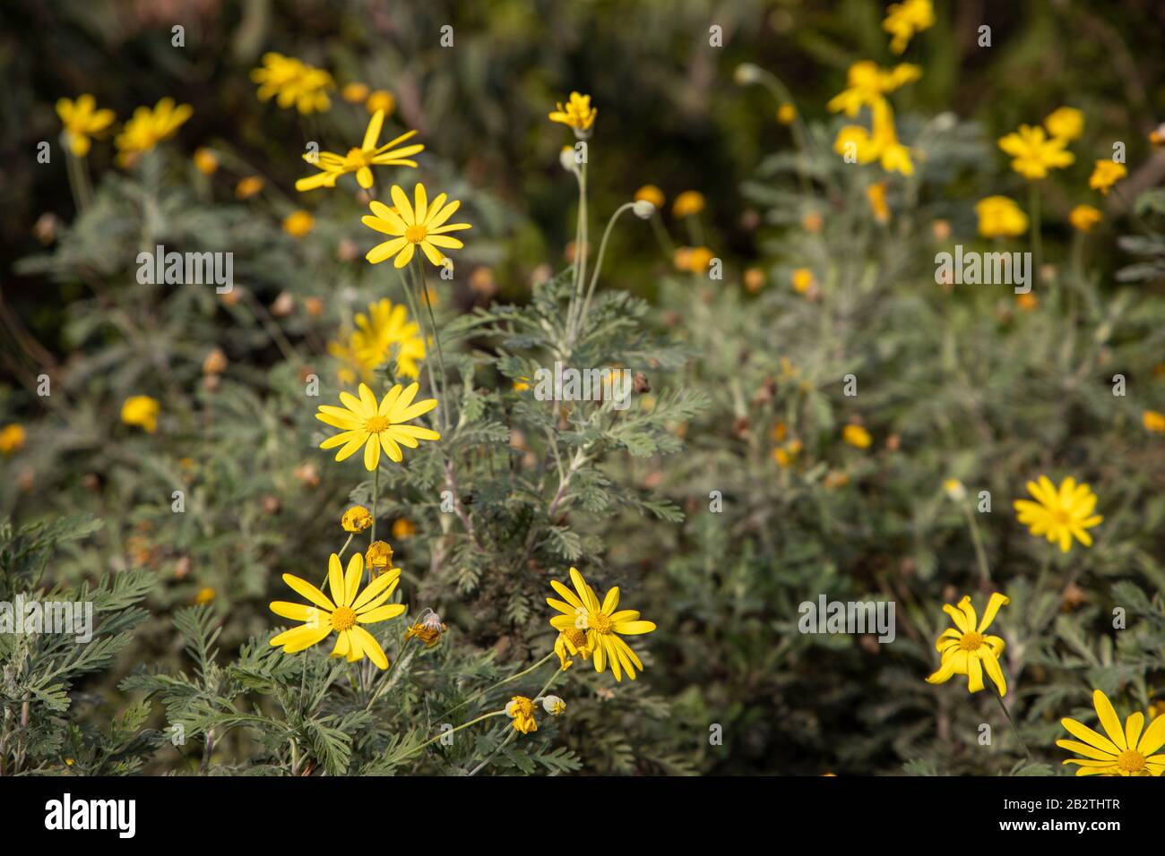 Grey leaved euryops hi-res stock photography and images - Alamy