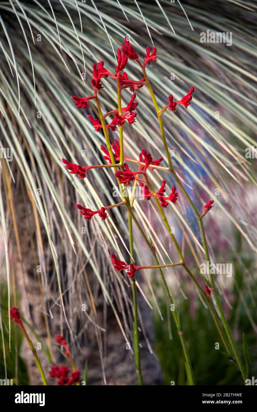 Red Kangaroo Paw plant, Anigozanthos flavidus. [Bush Ballad ...