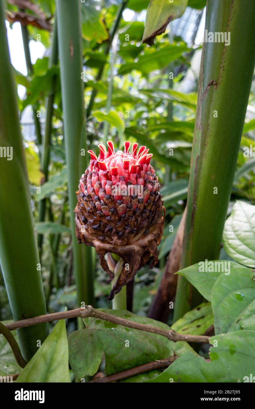 Zingiberaceae hi-res stock photography and images - Alamy