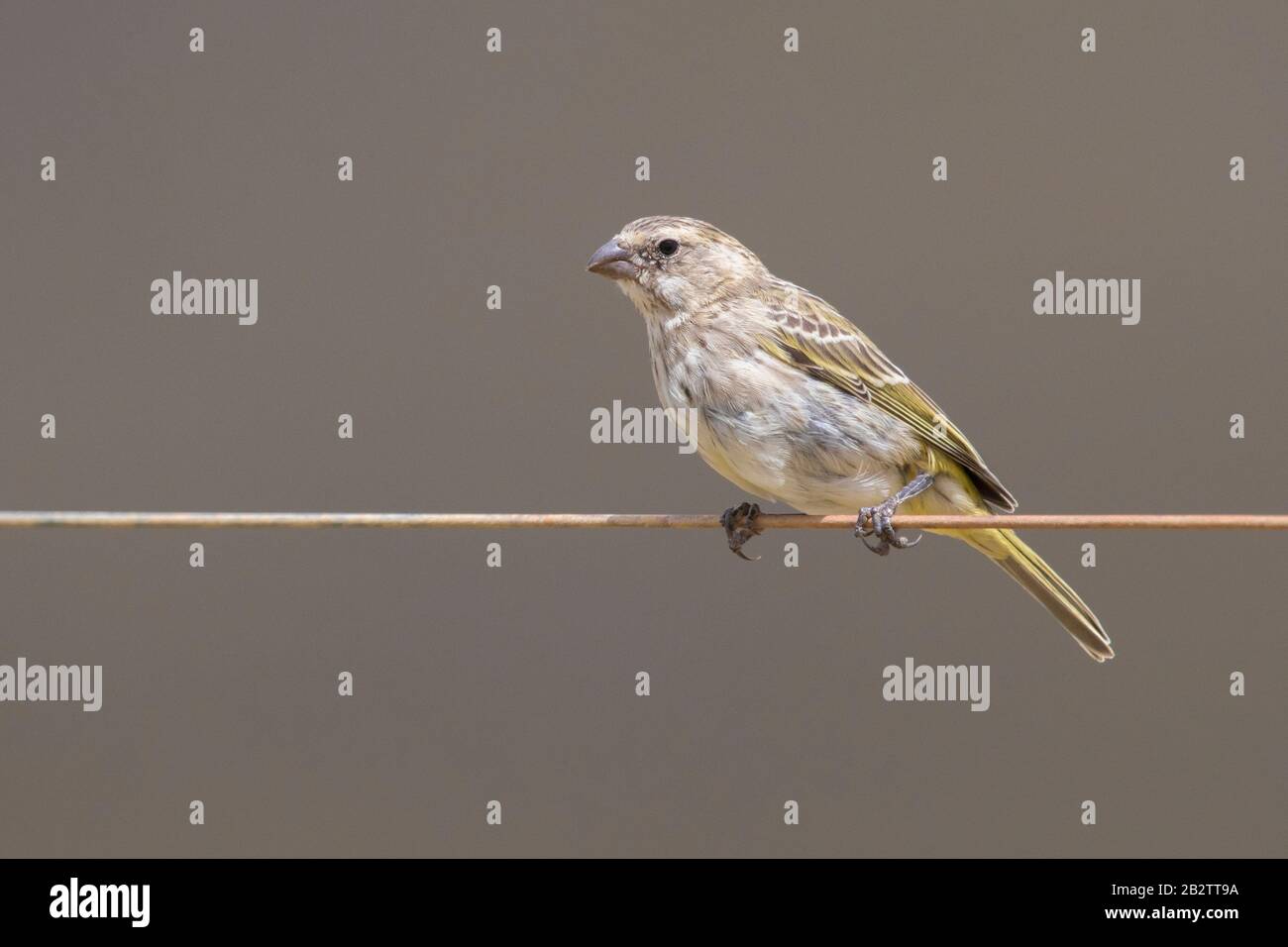 Crithagra hi-res stock photography and images - Alamy