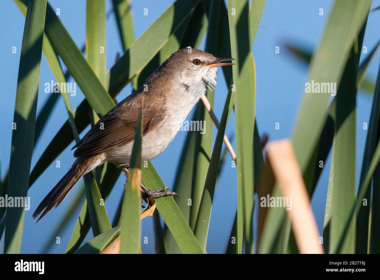 Lesser Swamp Warbler (Acrocephalus gracilirostris), side view of an ...
