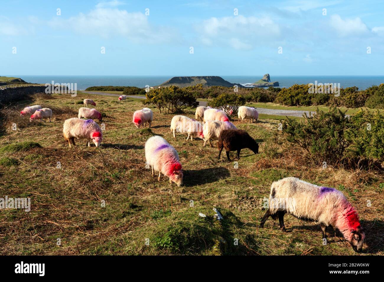 Colourful sheep near the Rhossili cliffs in Wales. Worms head, a nature ...