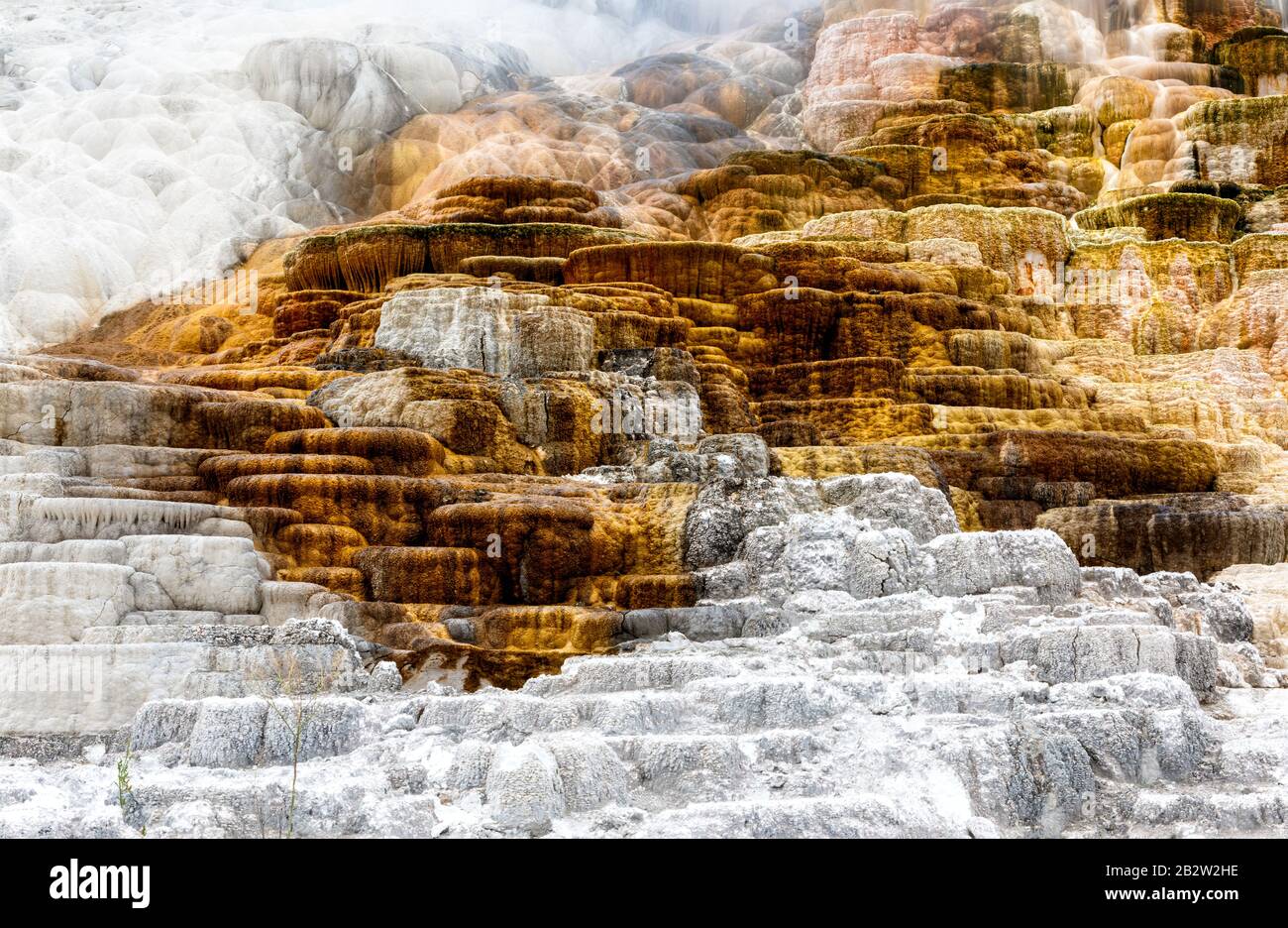 Travertine terraces and mineral deposits at Mammoth Hot Springs ...