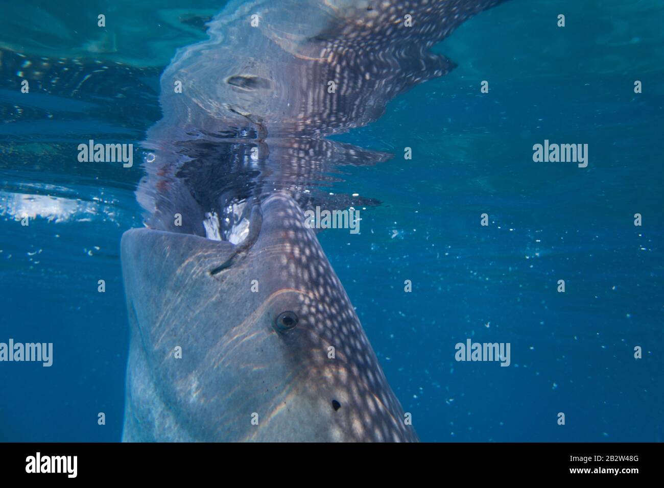 Whale shark with close-up, sucks water, reflection from the surface ...