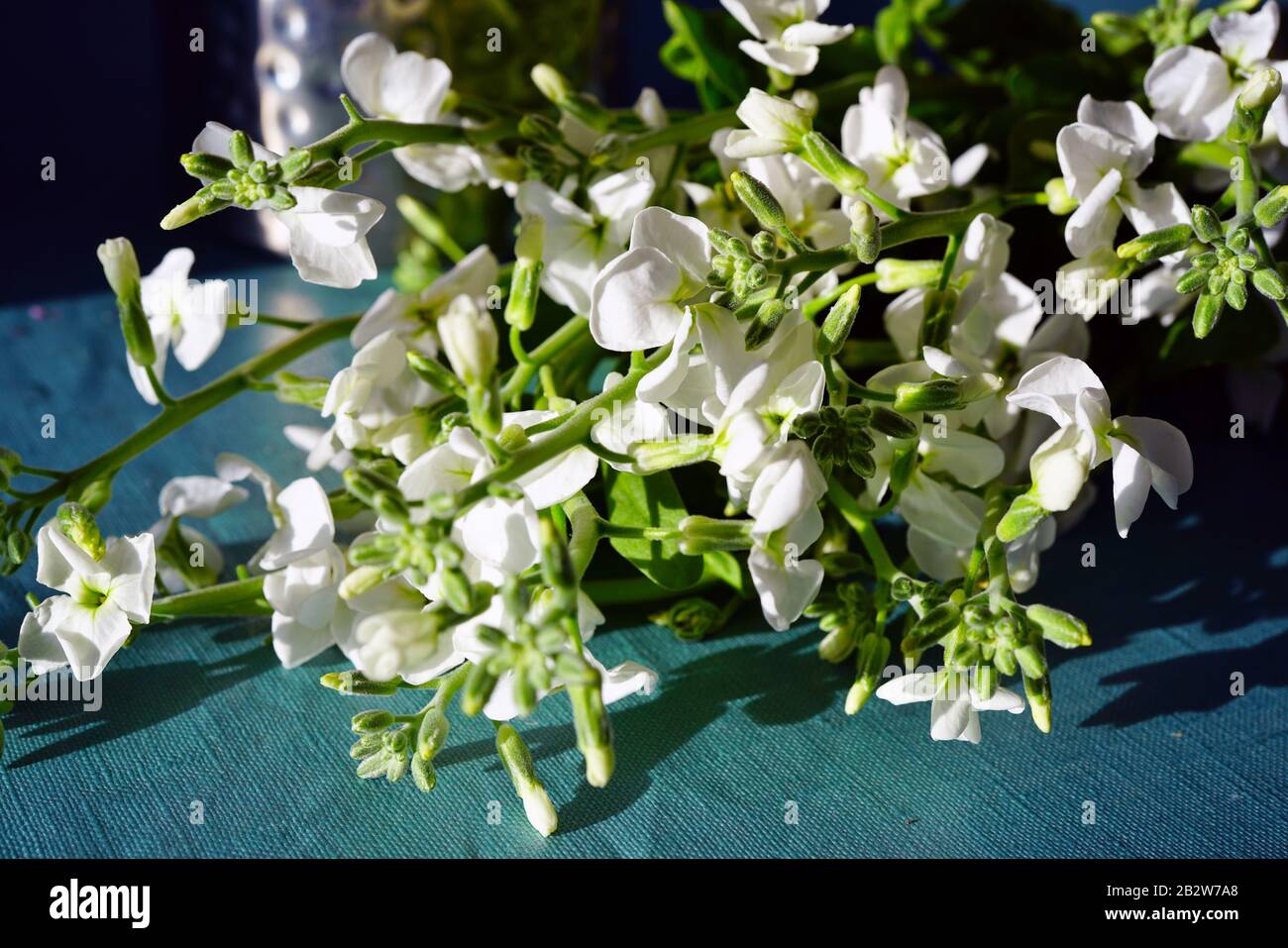 Bouquet of fragrant white stock flowers (matthiola Stock Photo - Alamy